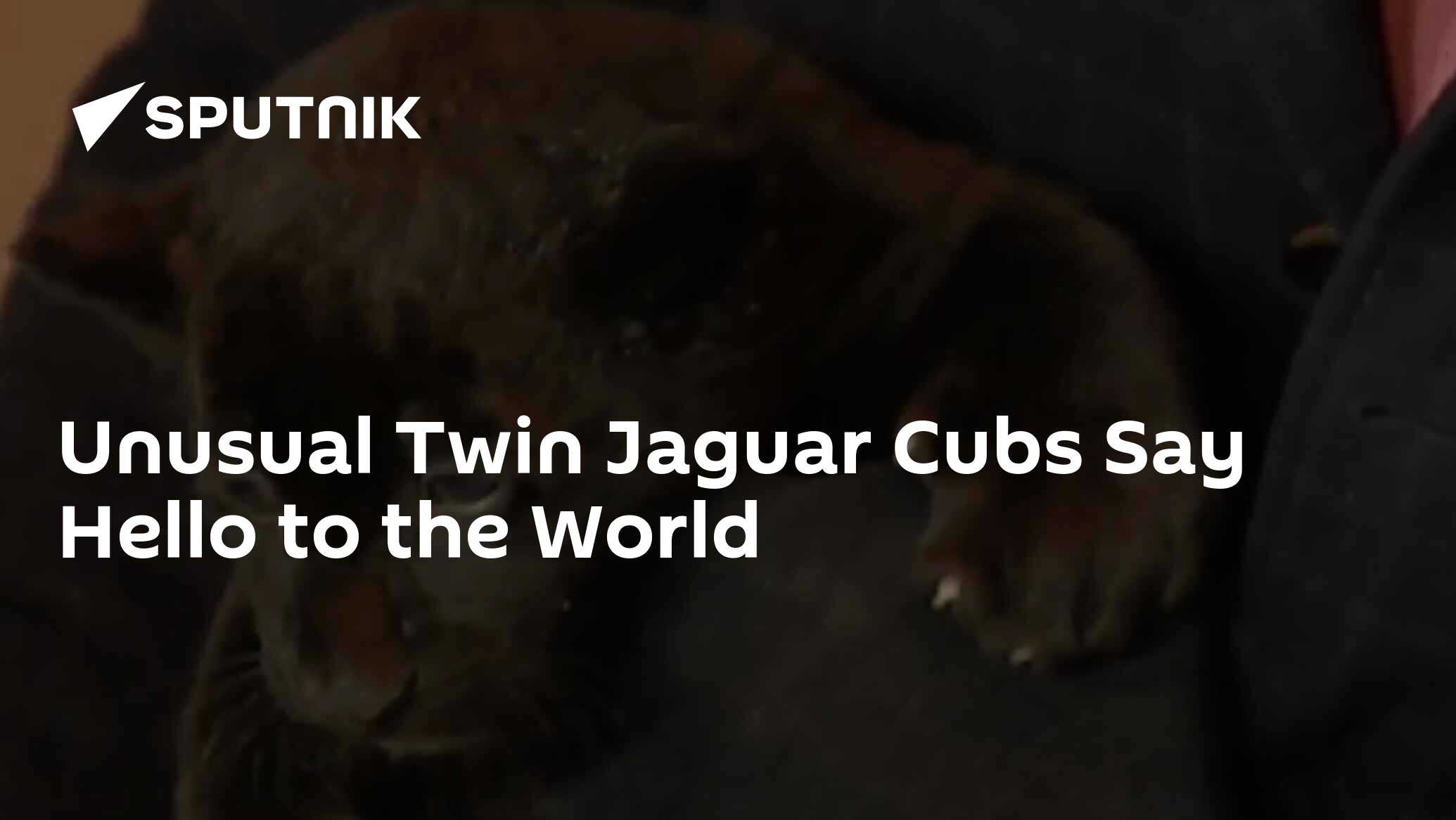 Unusual Twin Jaguar Cubs Say Hello to the World - 20.10.2016, Sputnik ...