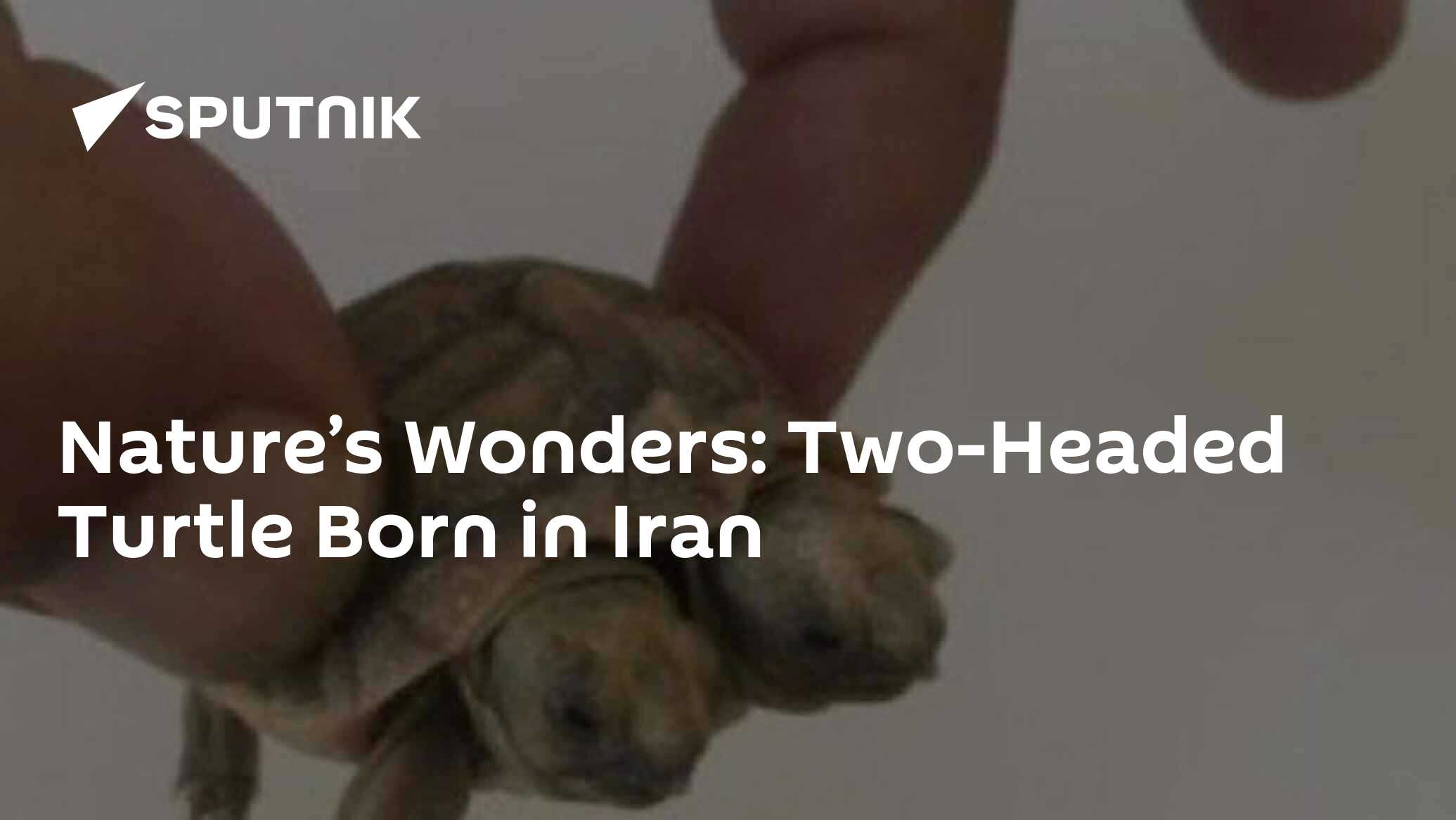 Nature’s Wonders: Two-Headed Turtle Born in Iran - 29.10.2016, Sputnik ...