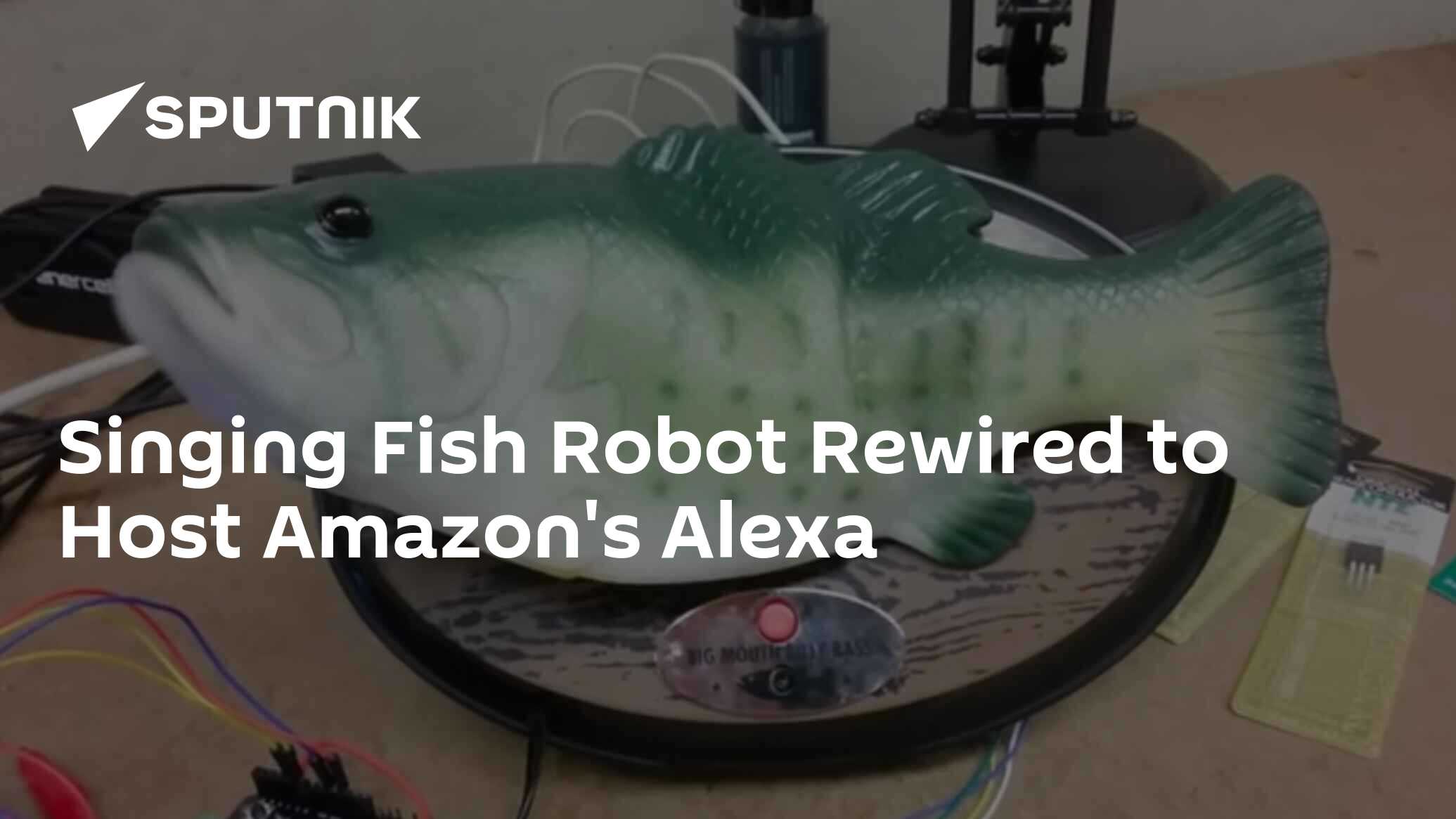 Singing Fish Robot Rewired to Host Amazon's Alexa - 06.11.2016, Sputnik ...