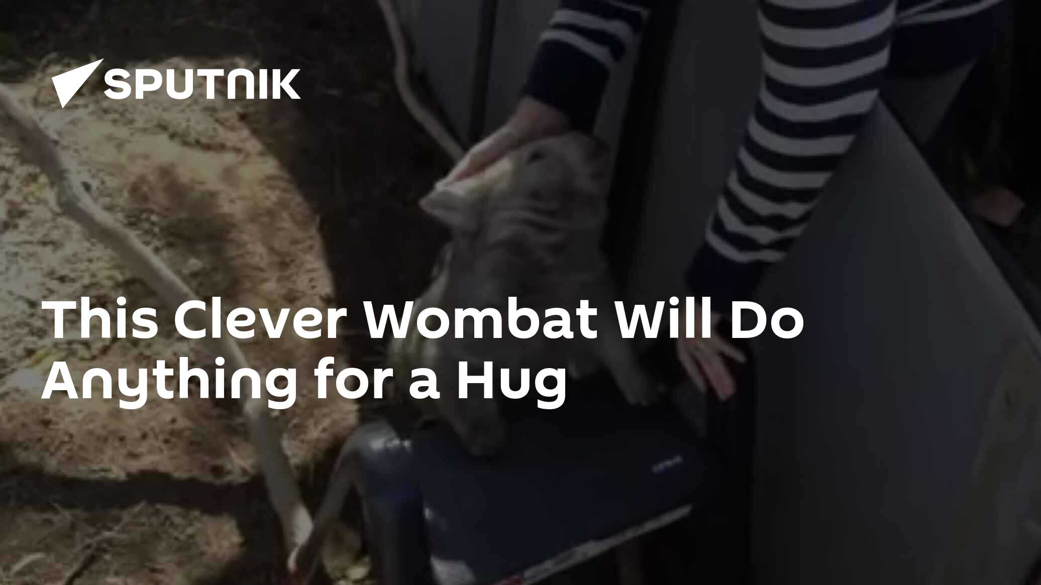 This Clever Wombat Will Do Anything for a Hug - 15.11.2016, Sputnik ...