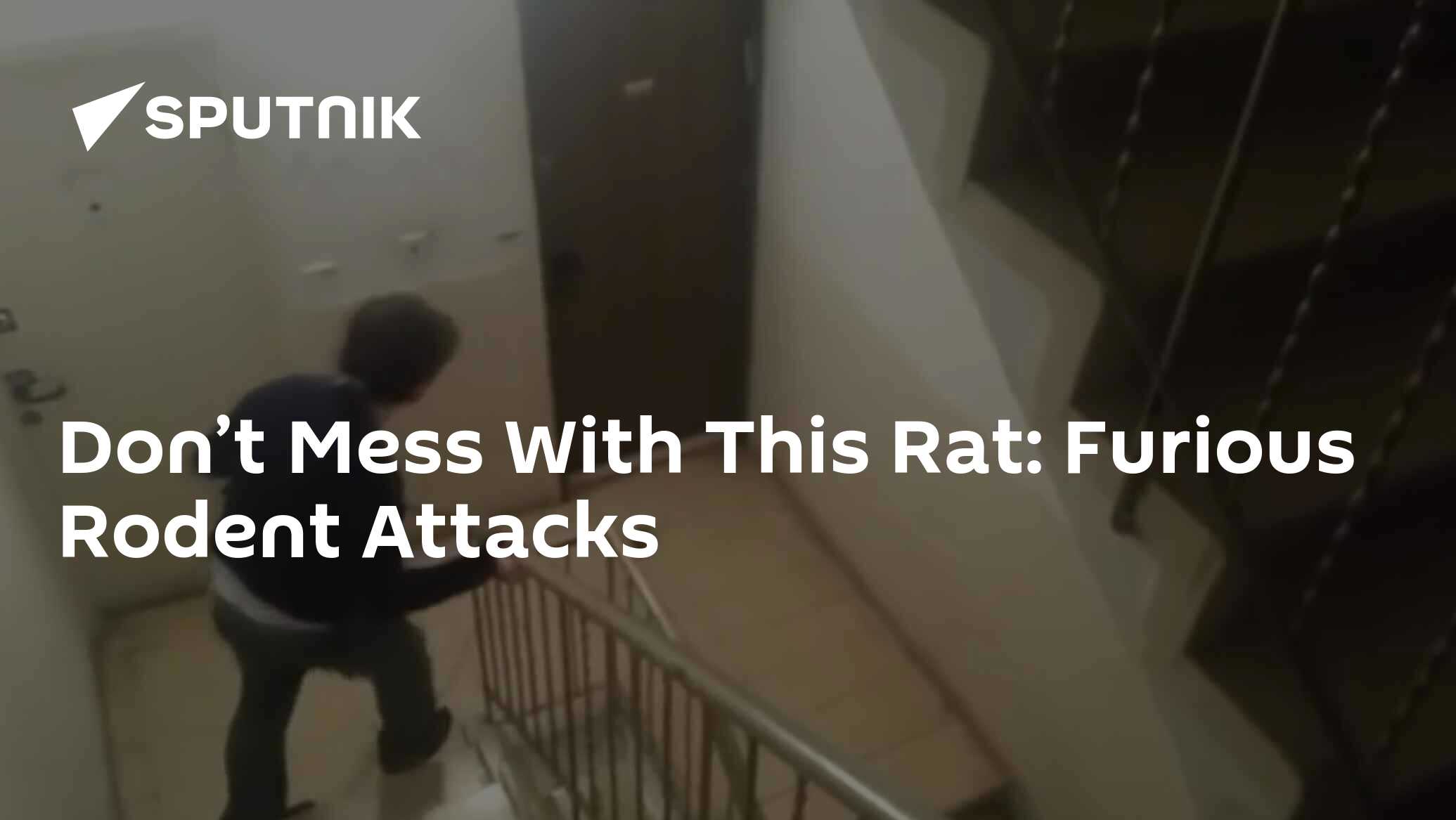 Don’t Mess With This Rat: Furious Rodent Attacks - 22.11.2016, Sputnik ...