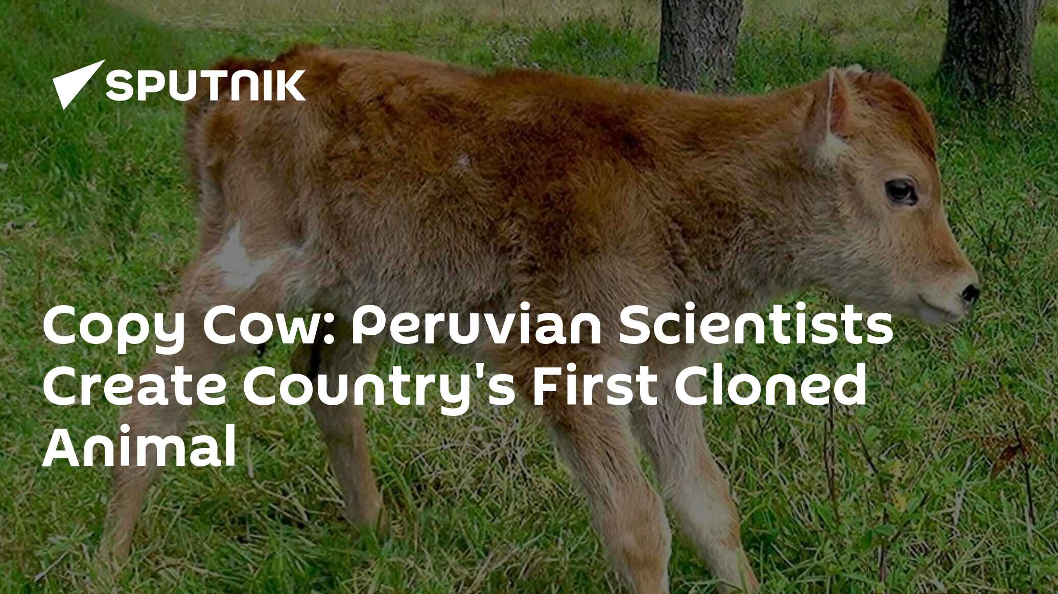 Copy Cow: Peruvian Scientists Create Country's First Cloned Animal - 25 ...