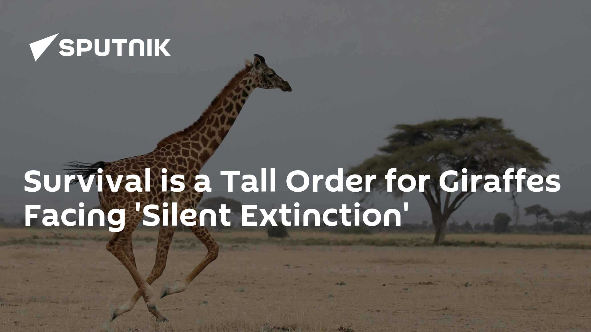 Survival is a Tall Order for Giraffes Facing 'Silent Extinction' - 08. ...