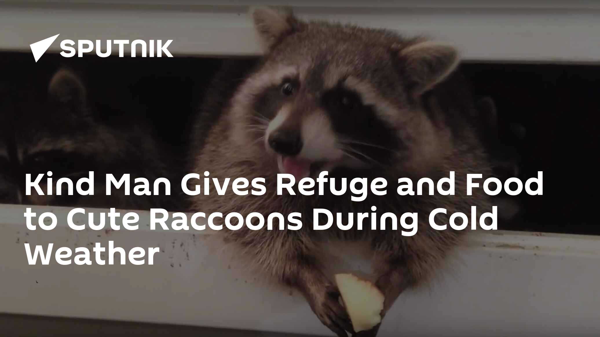Kind Man Gives Refuge and Food to Cute Raccoons During Cold Weather ...