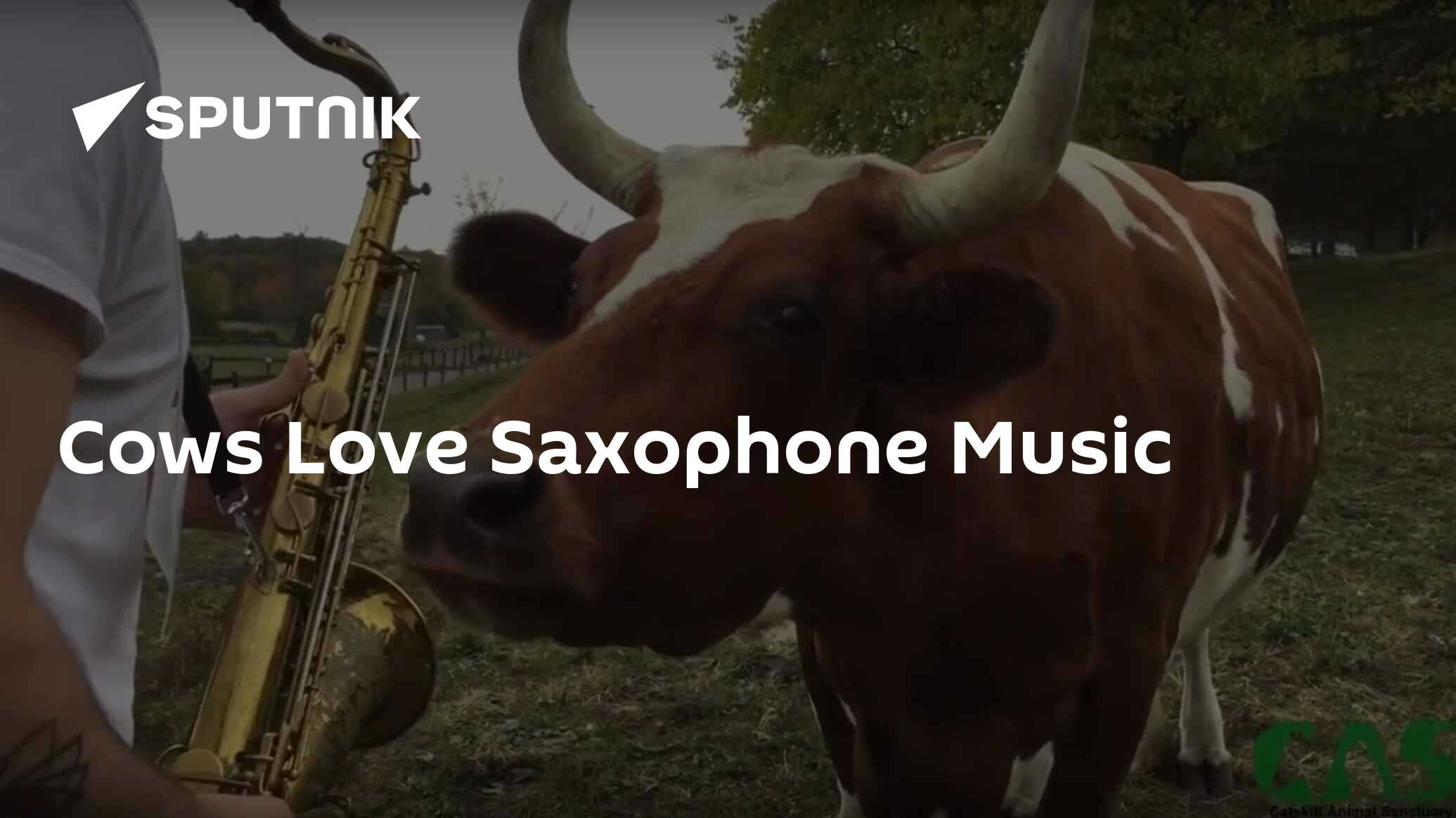 Cows Love Saxophone Music - 13.12.2016, Sputnik International