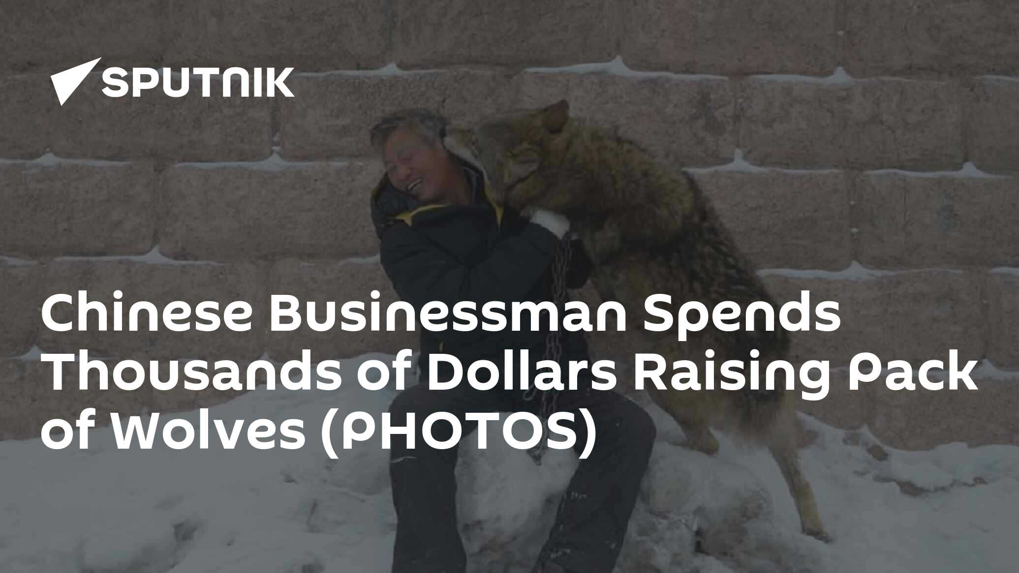 Chinese Businessman Spends Thousands of Dollars Raising Pack of Wolves ...