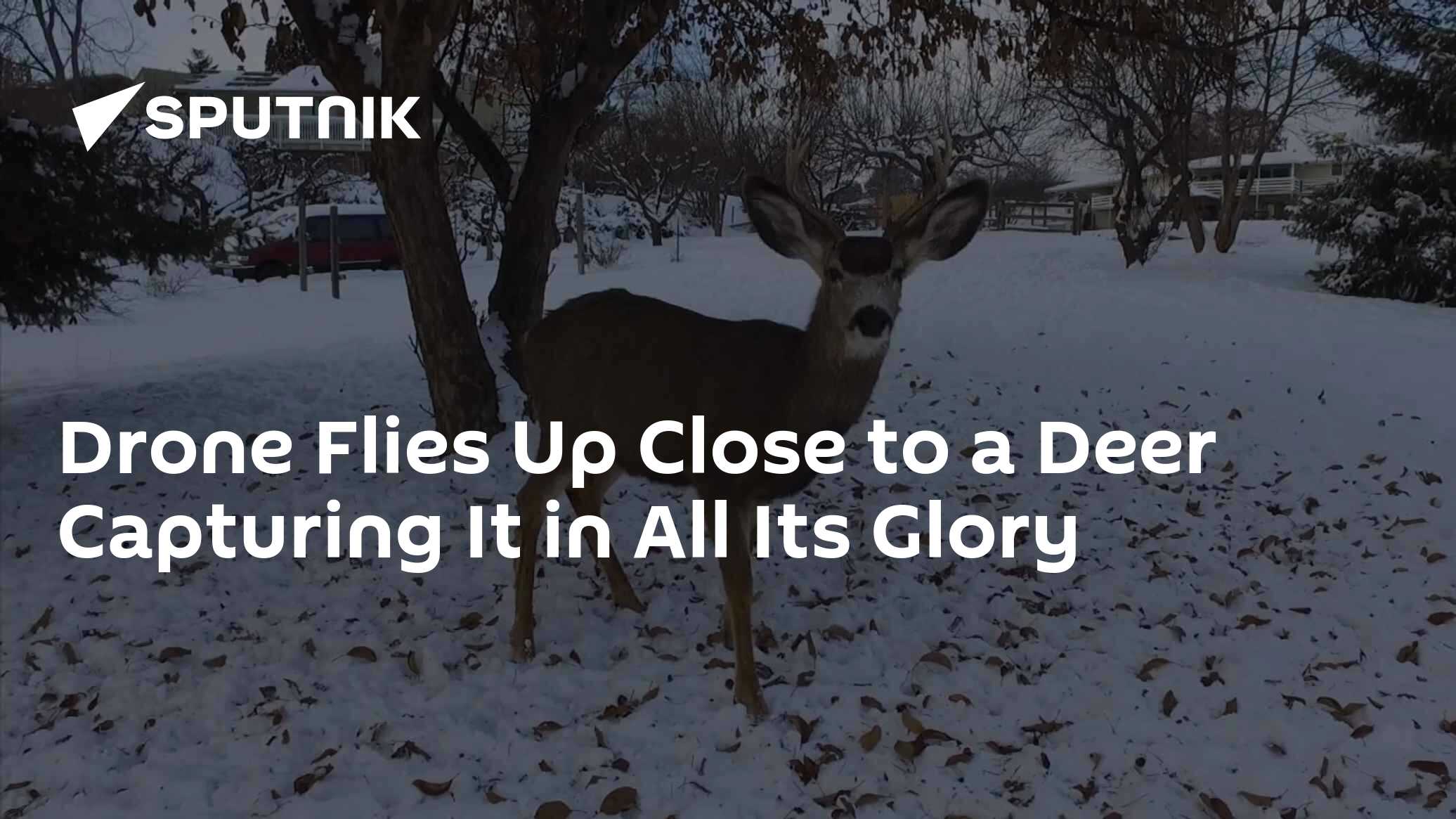 Drone Flies Up Close to a Deer Capturing It in All Its Glory - 19.12. ...