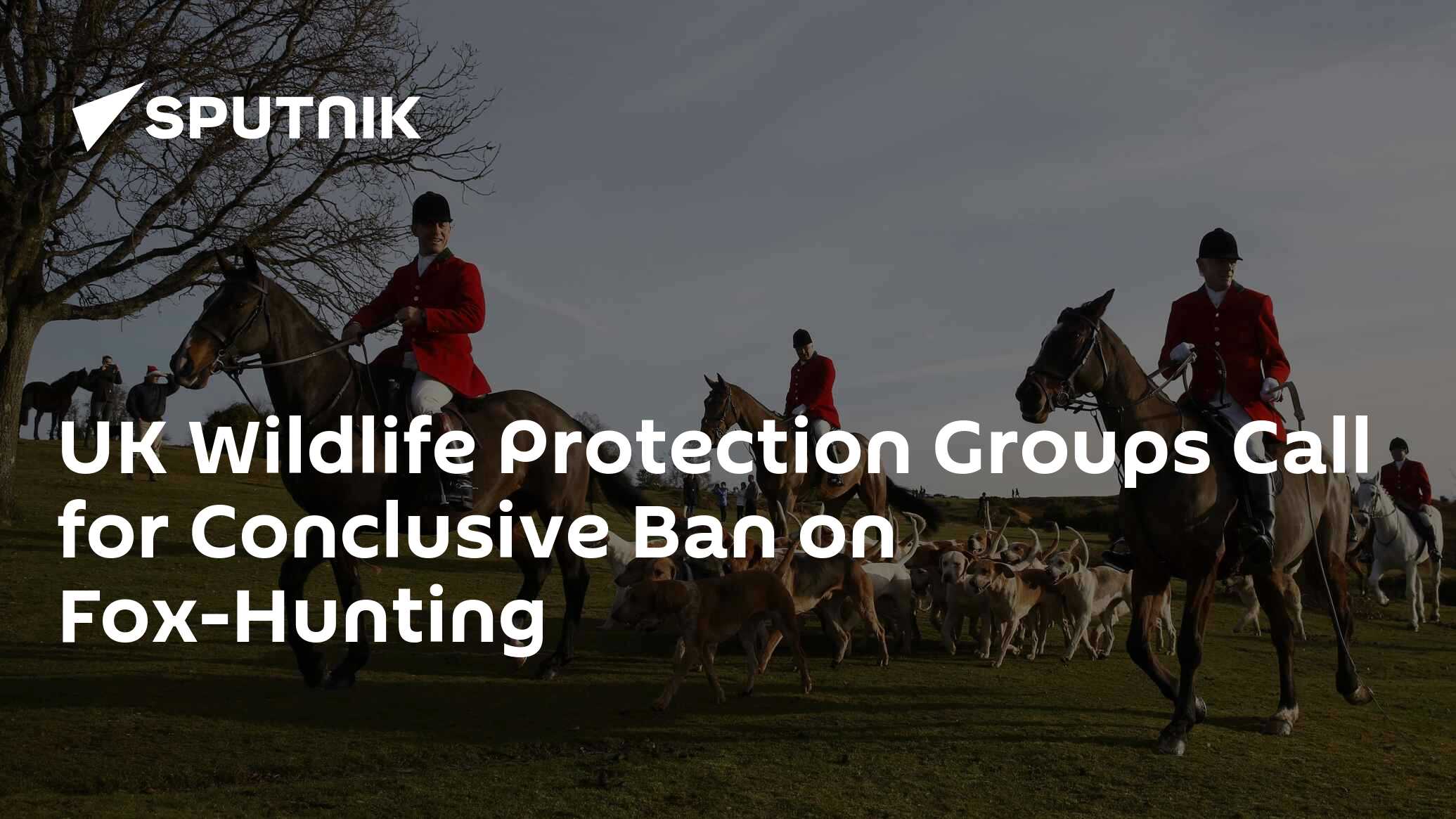 UK Wildlife Protection Groups Call for Conclusive Ban on Fox-Hunting ...