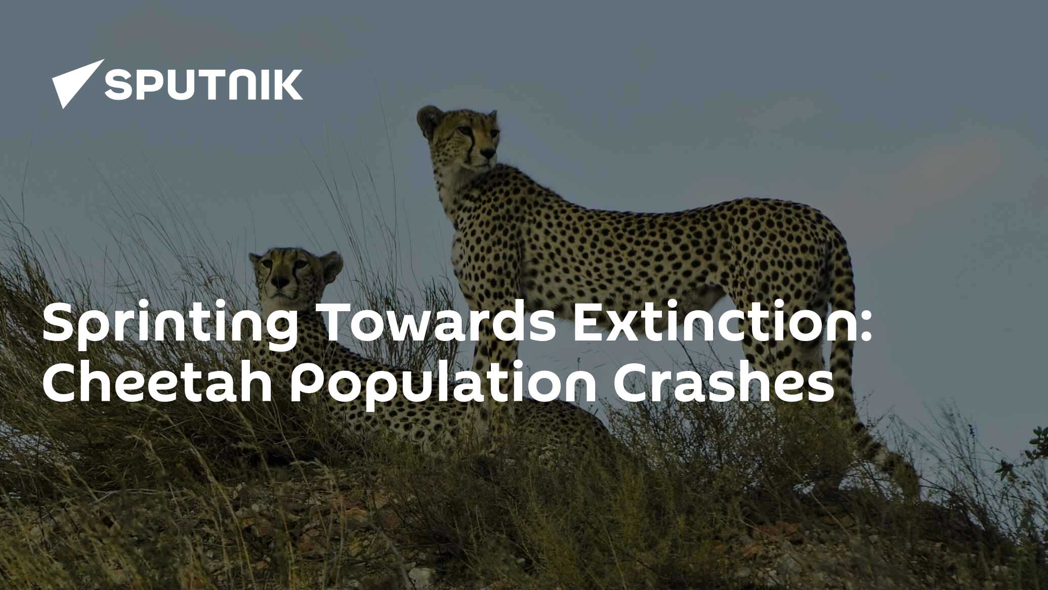Sprinting Towards Extinction: Cheetah Population Crashes - 28.12.2016 ...