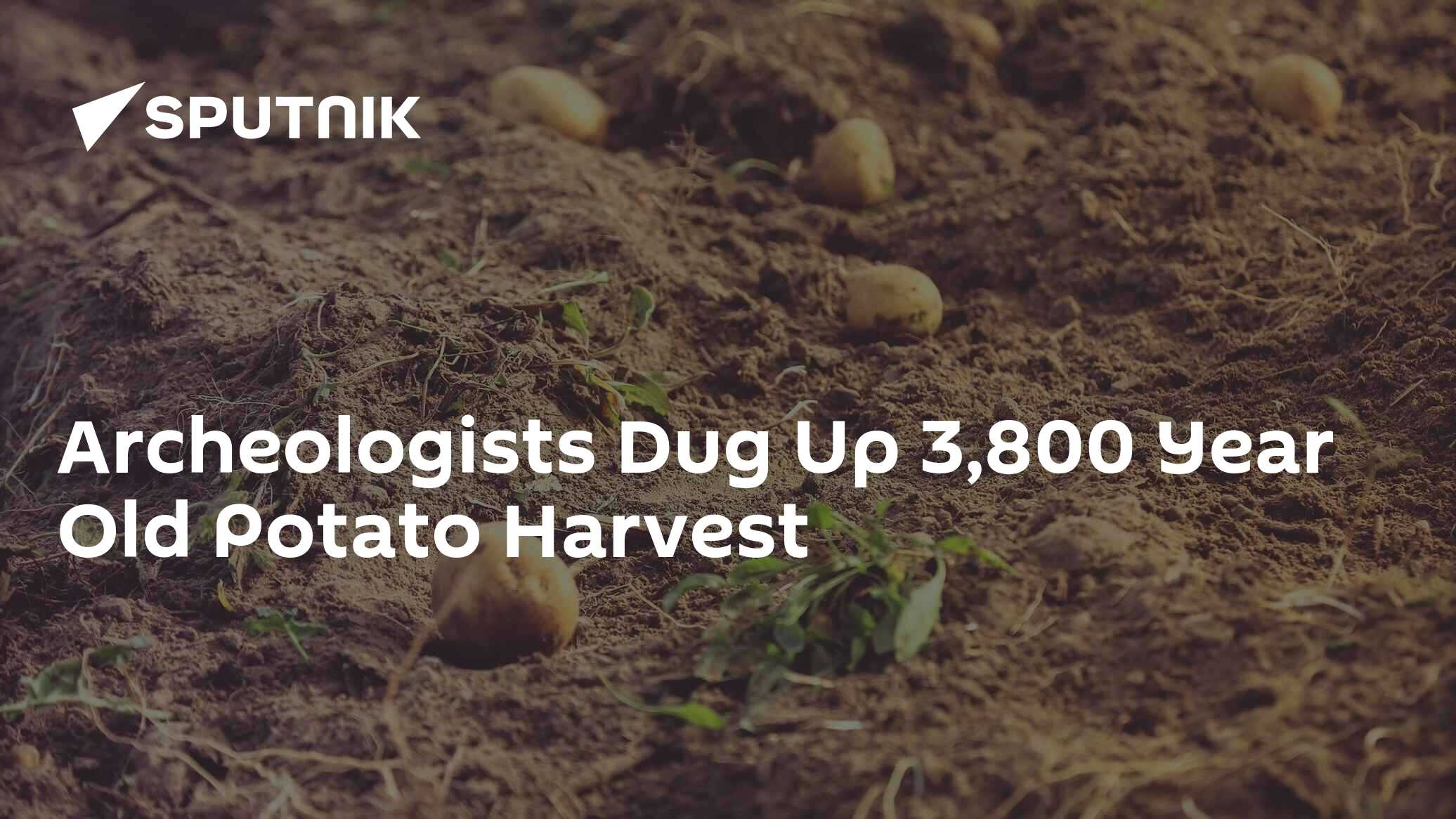Archeologists Dug Up 3,800 Year Old Potato Harvest - 30.12.2016 ...