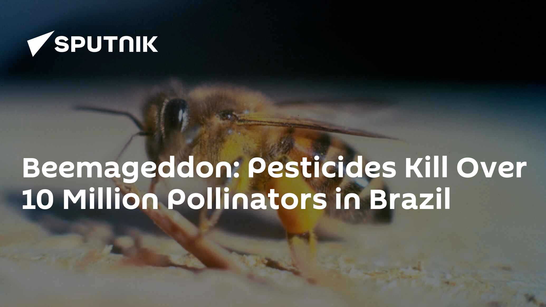 Beemageddon: Pesticides Kill Over 10 Million Pollinators in Brazil - 10 ...