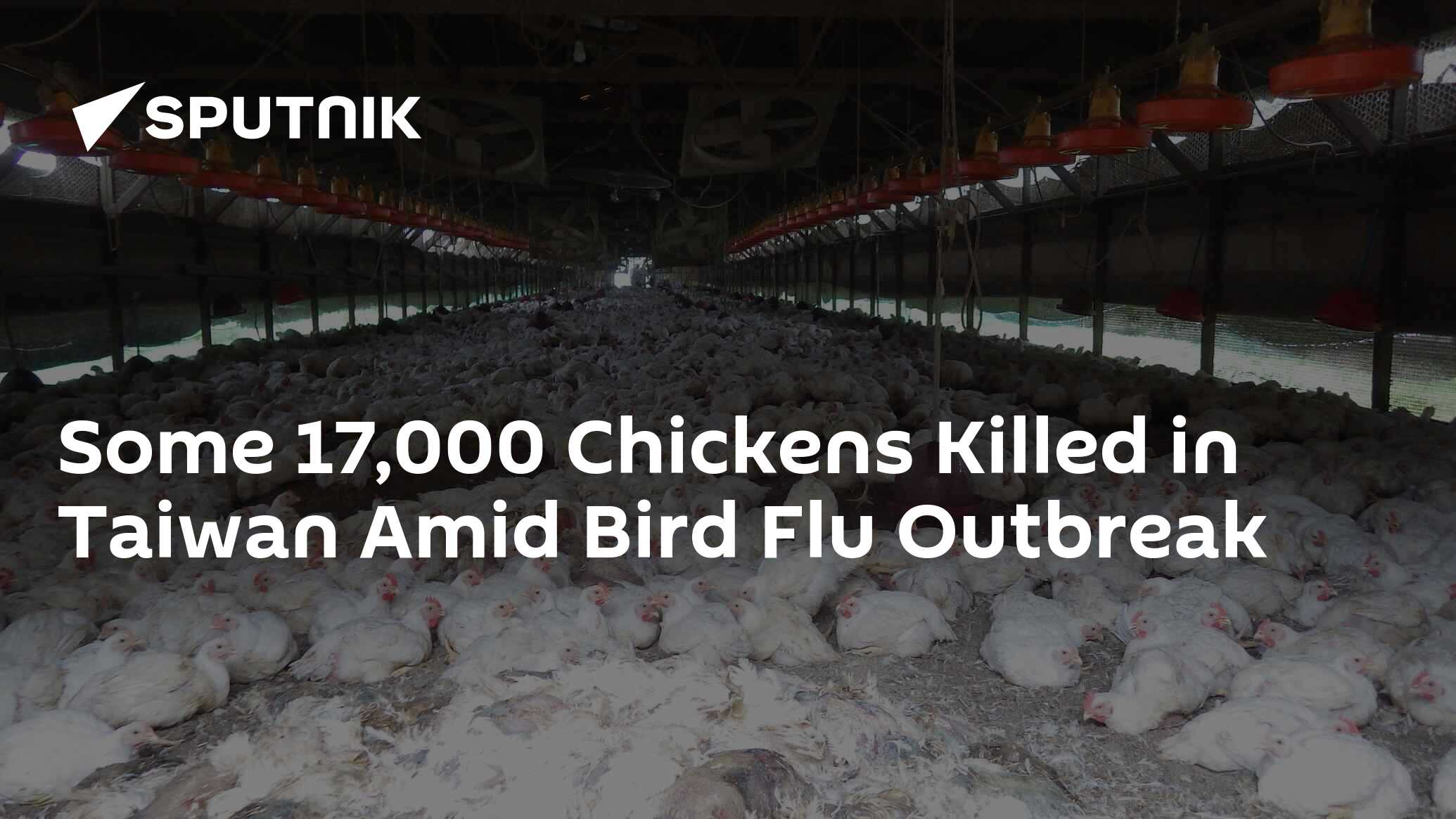 Some 17,000 Chickens Killed in Taiwan Amid Bird Flu Outbreak - 12.01. ...