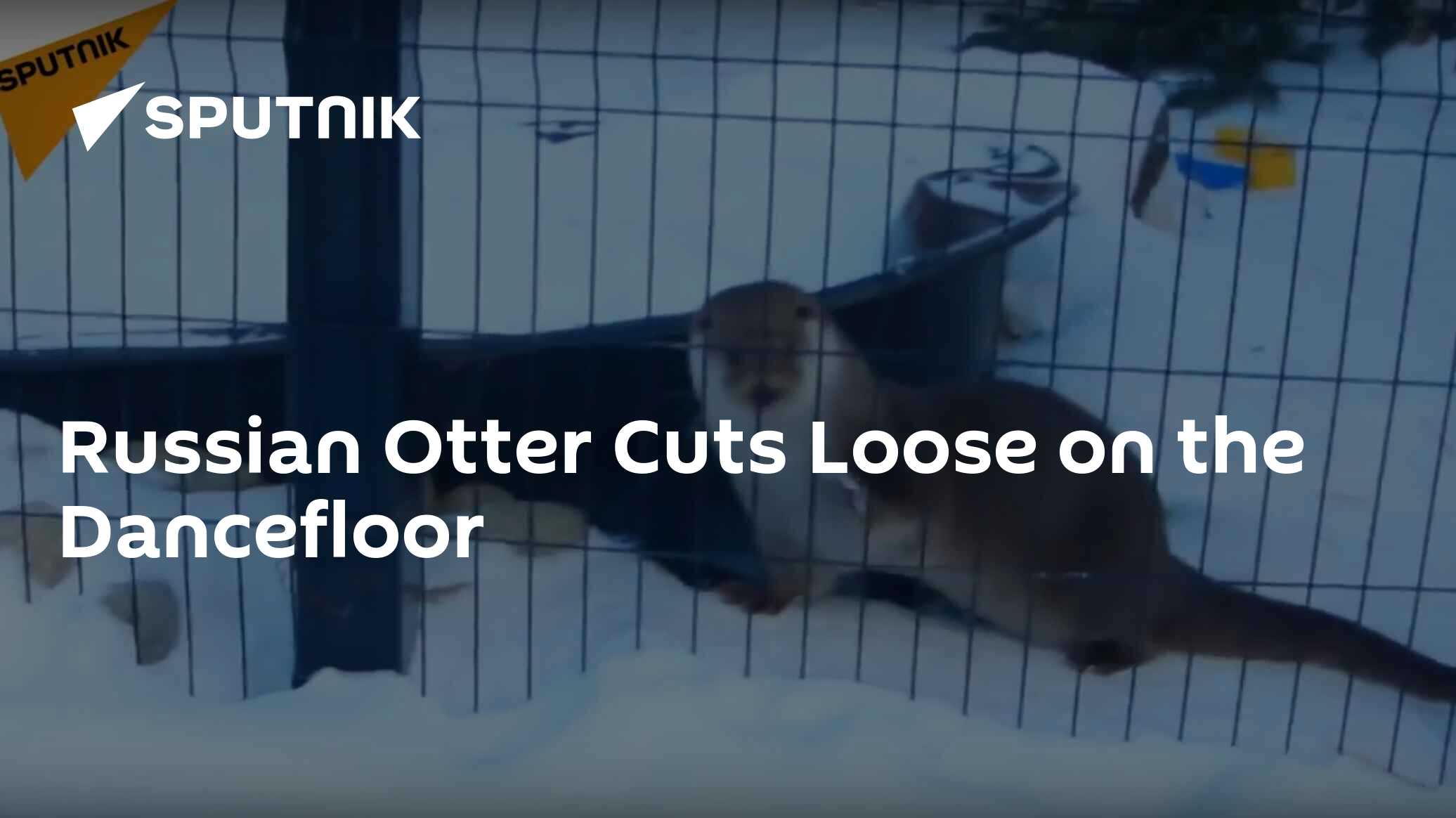 Russian Otter Cuts Loose on the Dancefloor - 14.01.2017, Sputnik ...