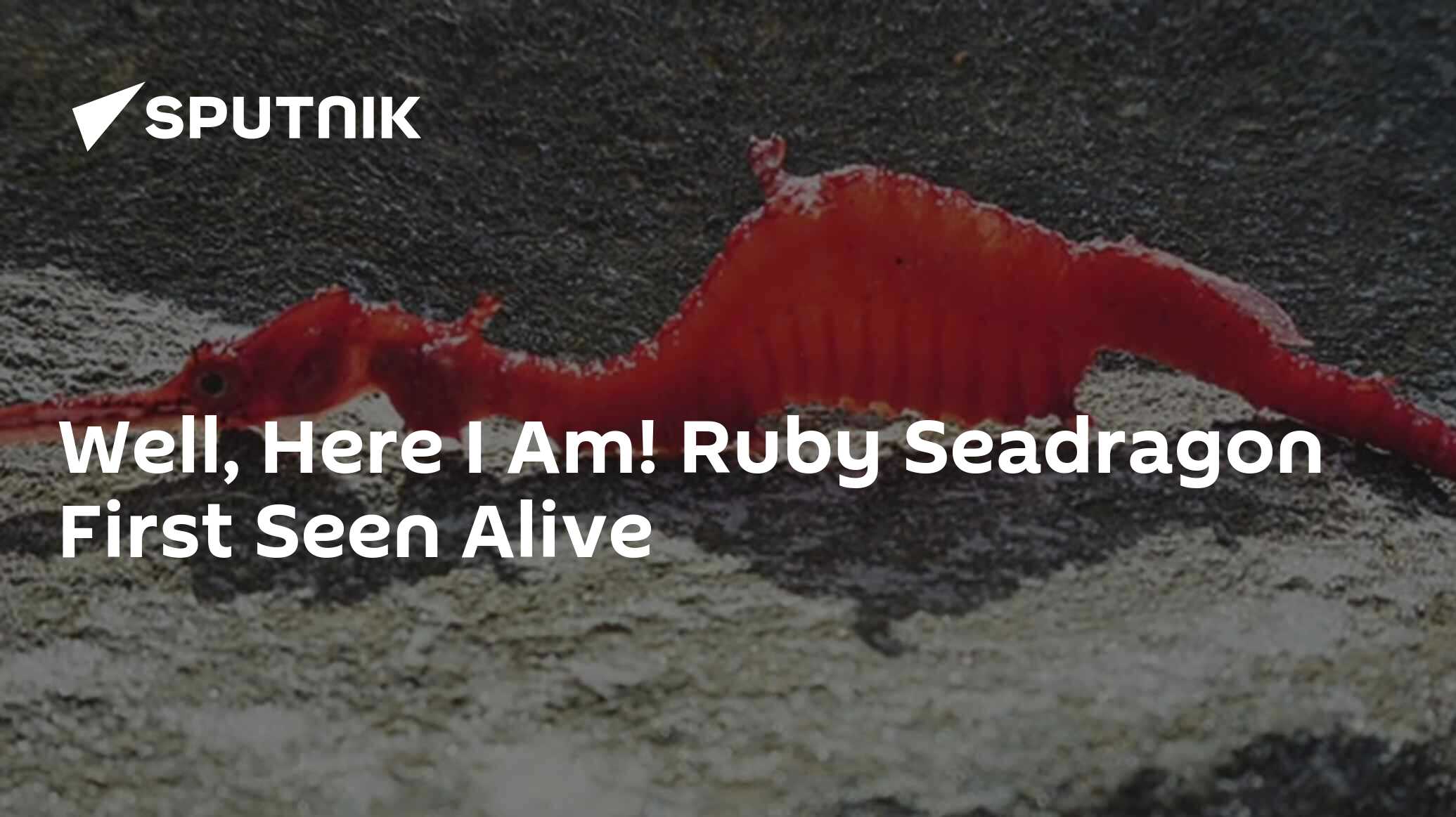 Well, Here I Am! Ruby Seadragon First Seen Alive - 16.01.2017, Sputnik ...