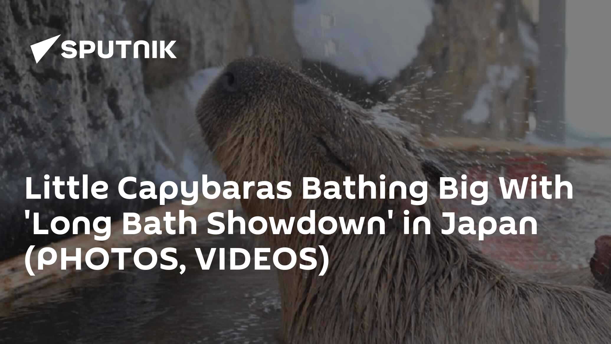 Little Capybaras Bathing Big With 'Long Bath Showdown' in Japan (PHOTOS ...