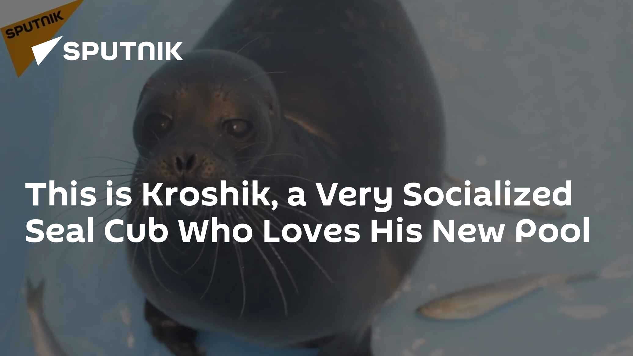 This is Kroshik, a Very Socialized Seal Cub Who Loves His New Pool - 19 ...
