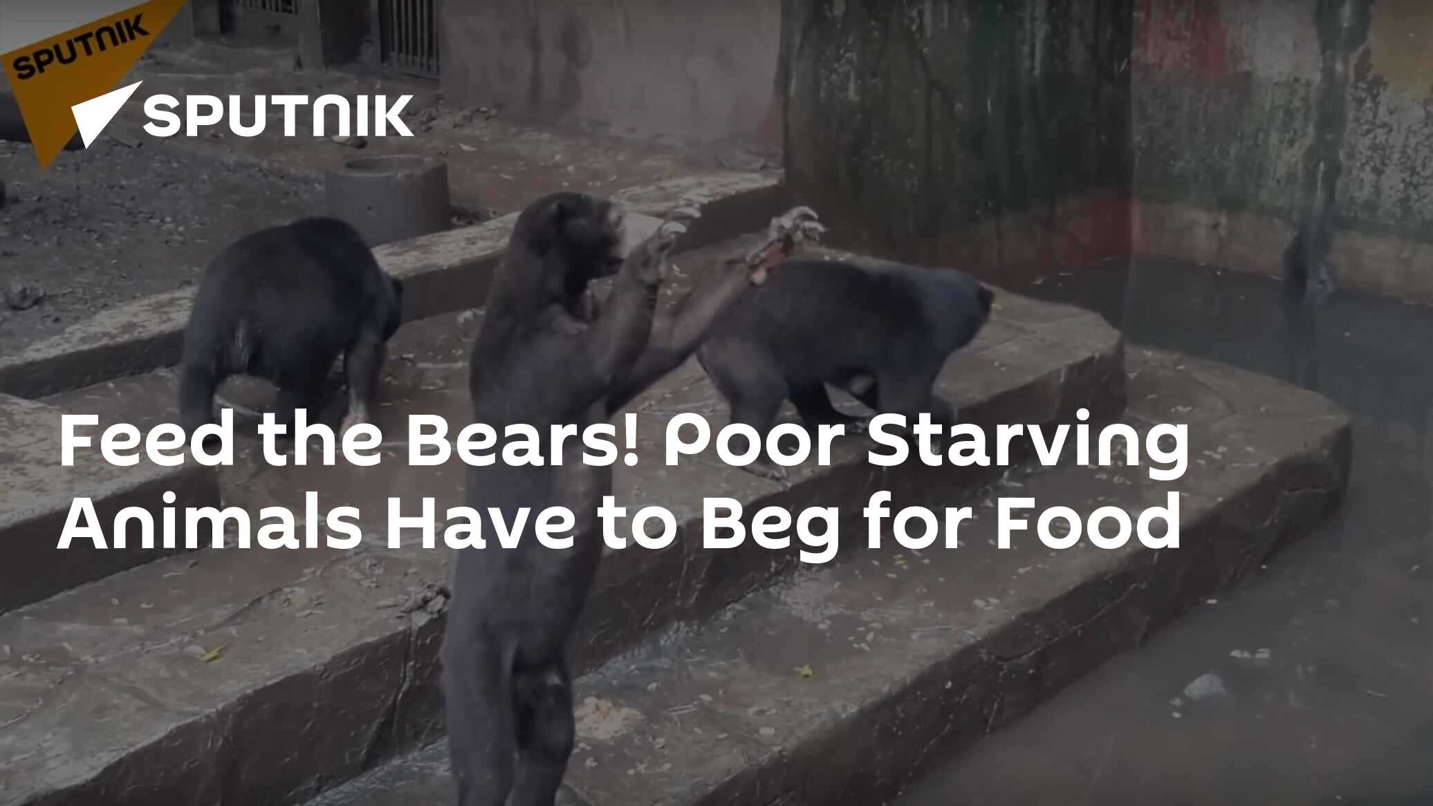 Feed the Bears! Poor Starving Animals Have to Beg for Food - 20.01.2017 ...
