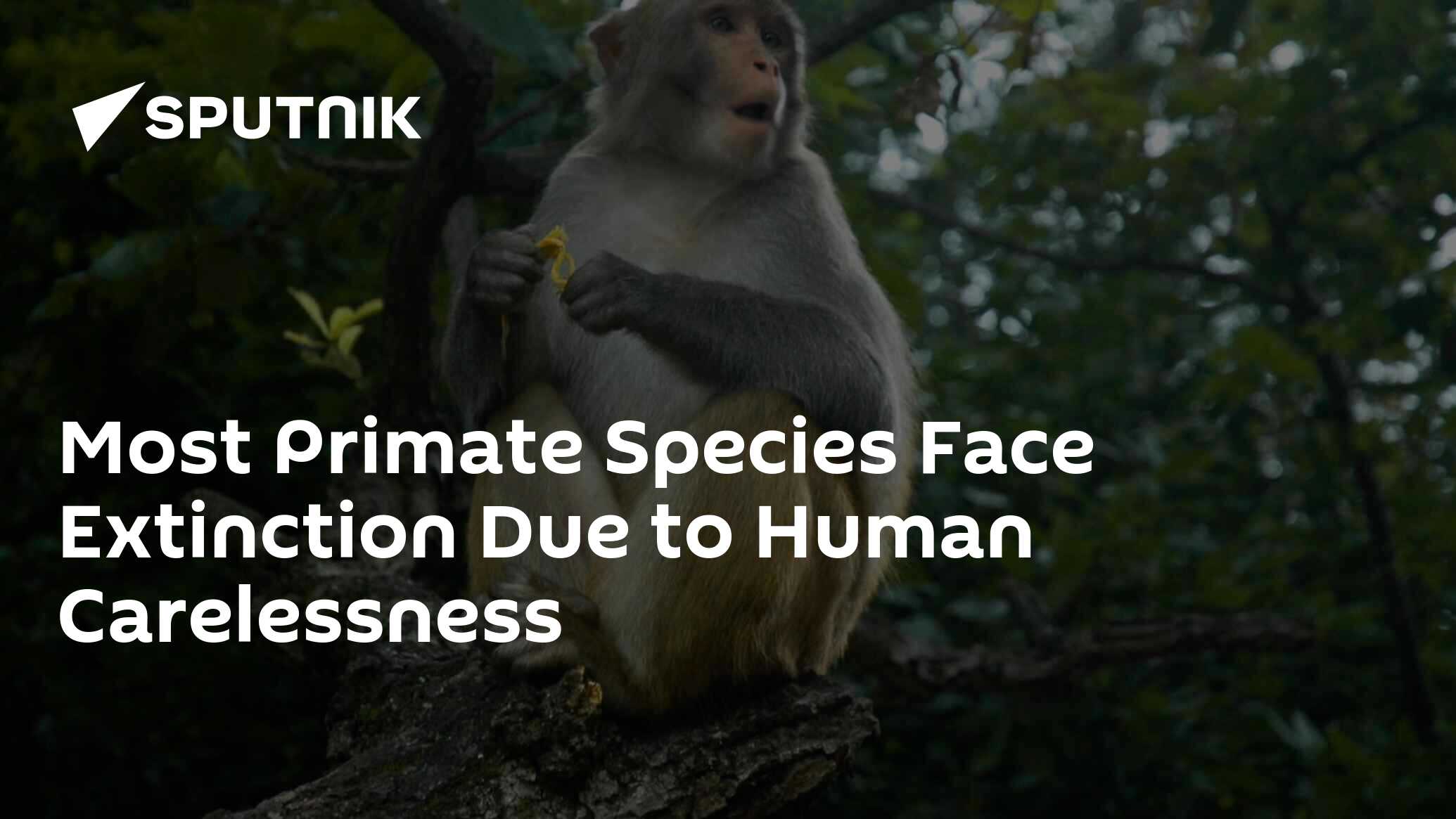 Most Primate Species Face Extinction Due to Human Carelessness - 22.01. ...