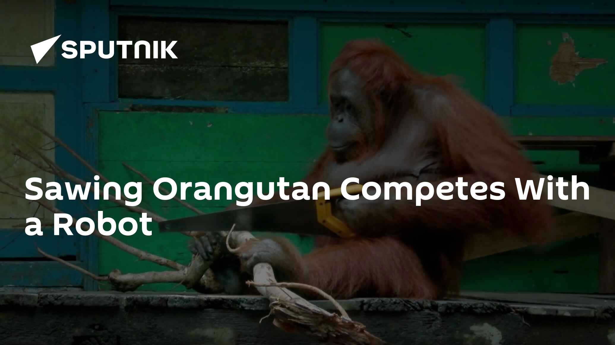 Sawing Orangutan Competes With a Robot - 22.01.2017, Sputnik International