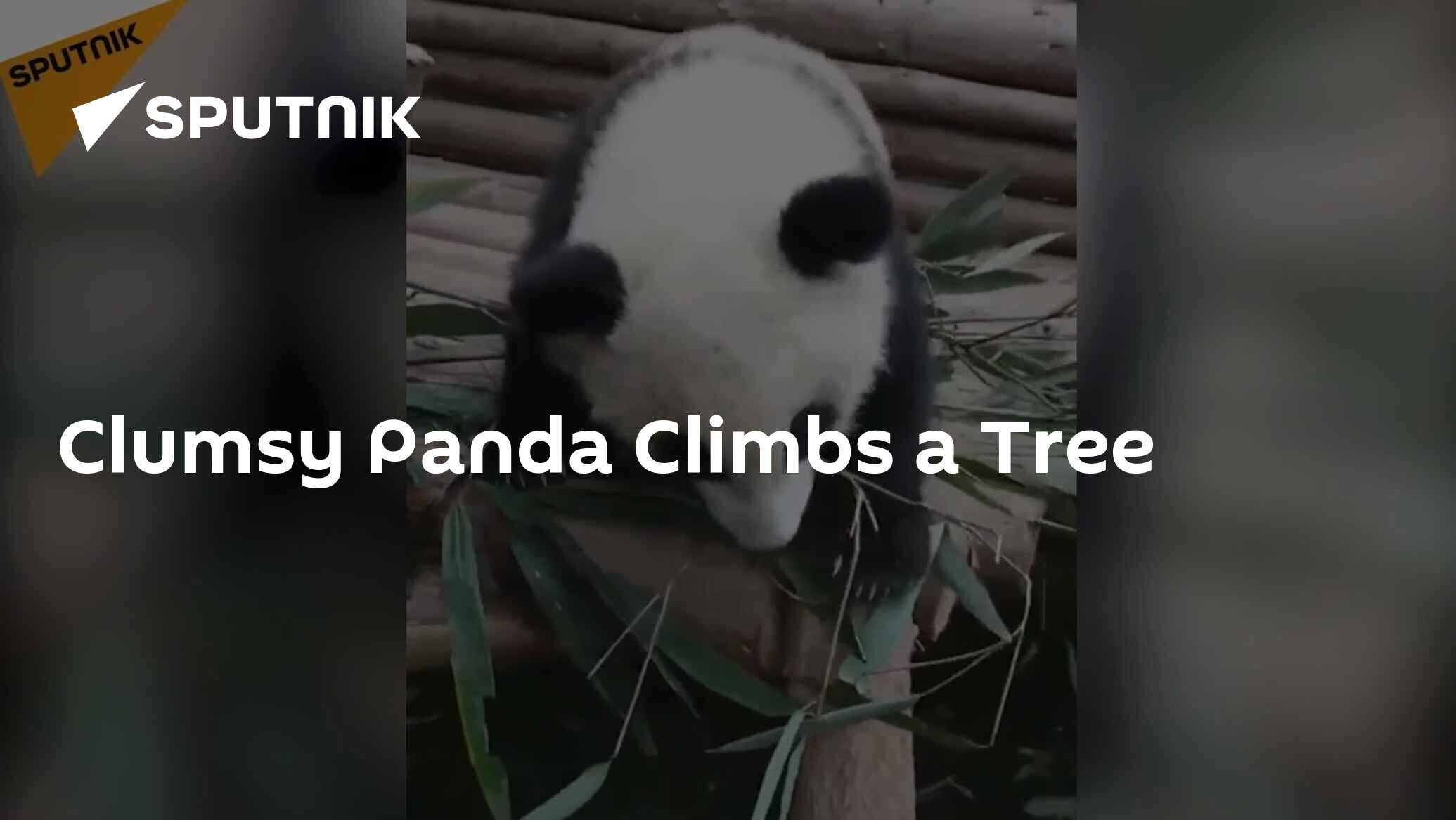 Clumsy Panda Climbs a Tree - 28.01.2017, Sputnik International