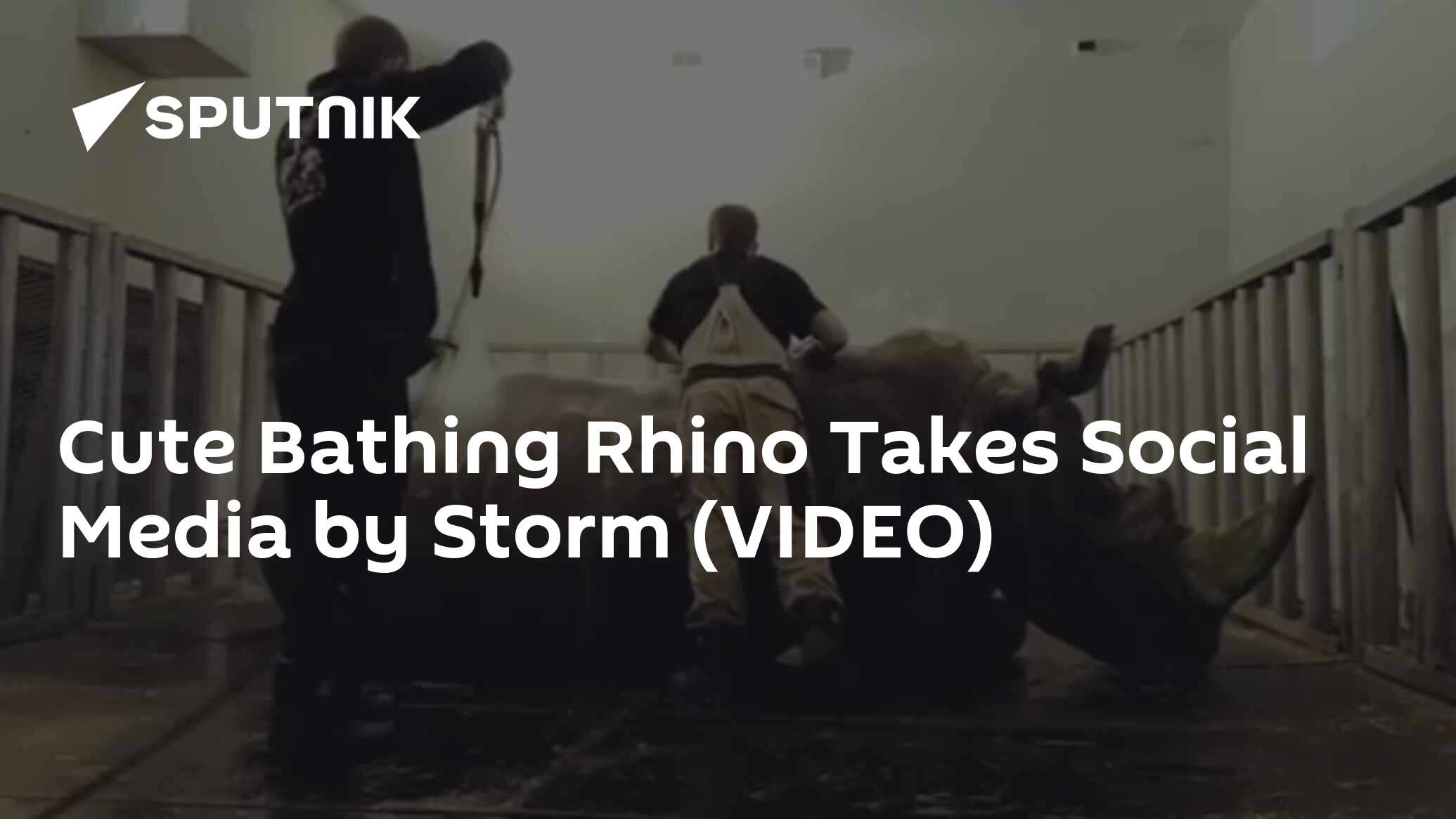 Cute Bathing Rhino Takes Social Media by Storm (VIDEO) - 13.02.2017 ...