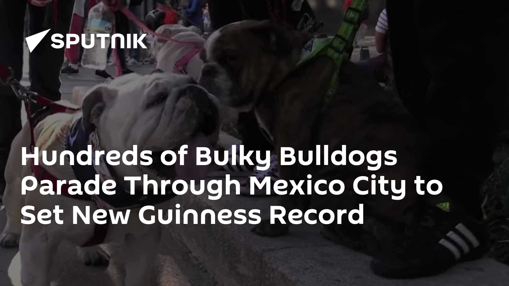 Hundreds of Bulky Bulldogs Parade Through Mexico City to Set New ...