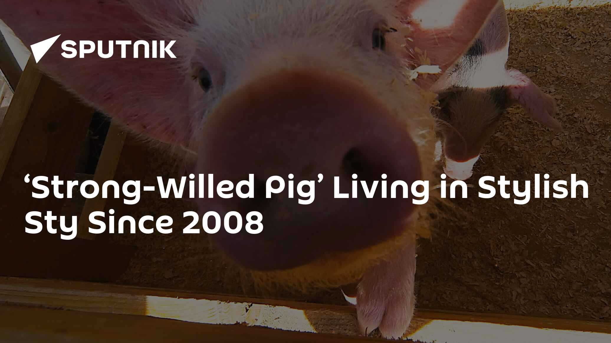 ‘Strong-Willed Pig’ Living in Stylish Sty Since 2008 - 11.03.2017 ...