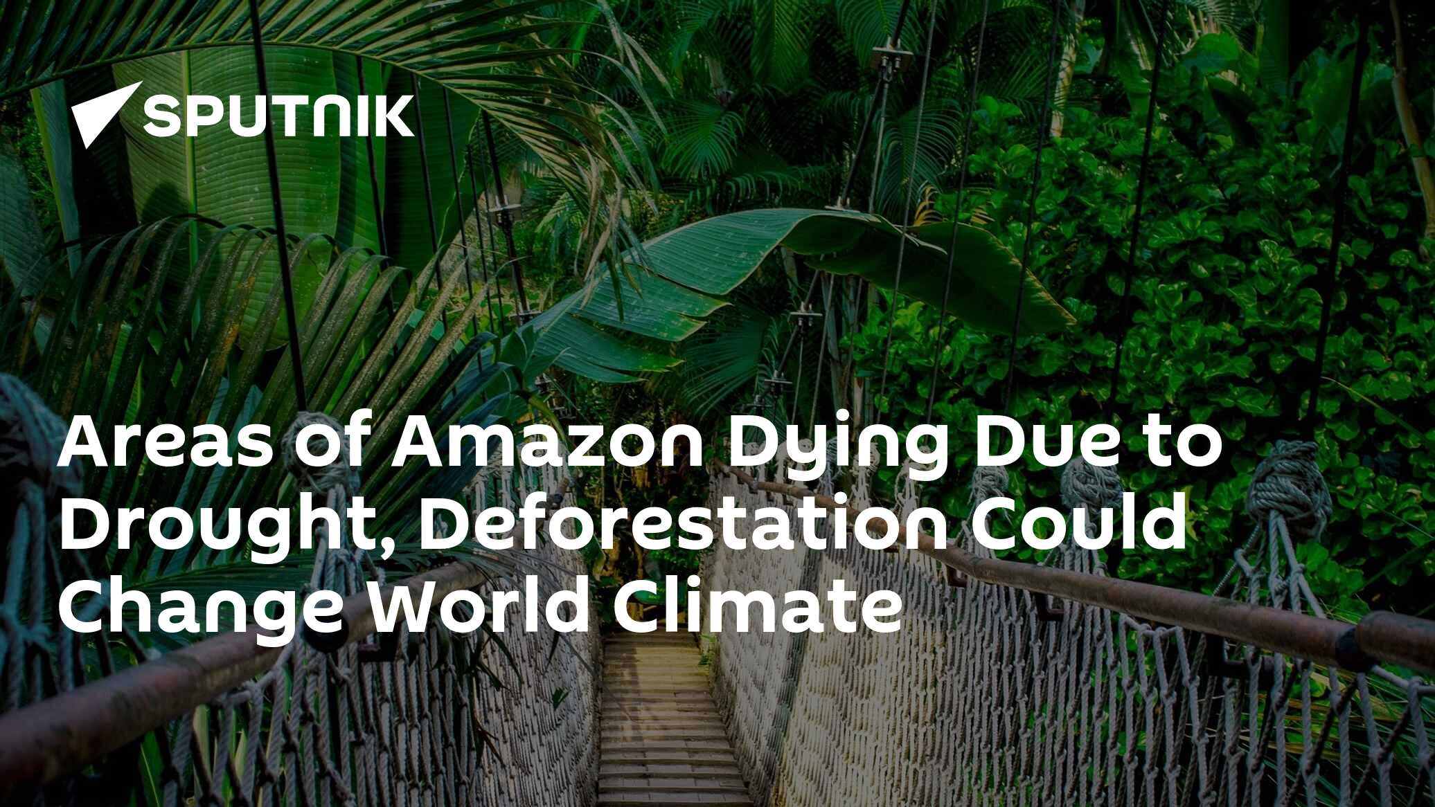 Areas of Amazon Dying Due to Drought, Deforestation Could Change World ...