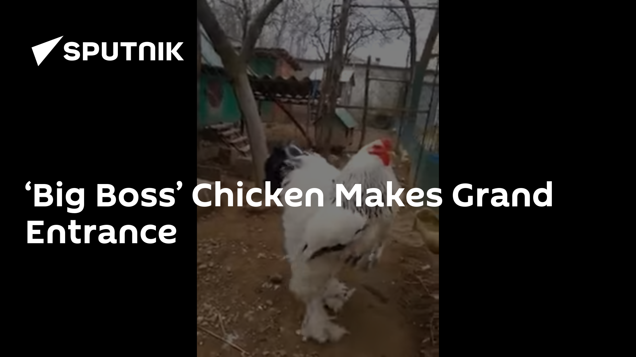 ‘Big Boss’ Chicken Makes Grand Entrance - 20.03.2017, Sputnik International