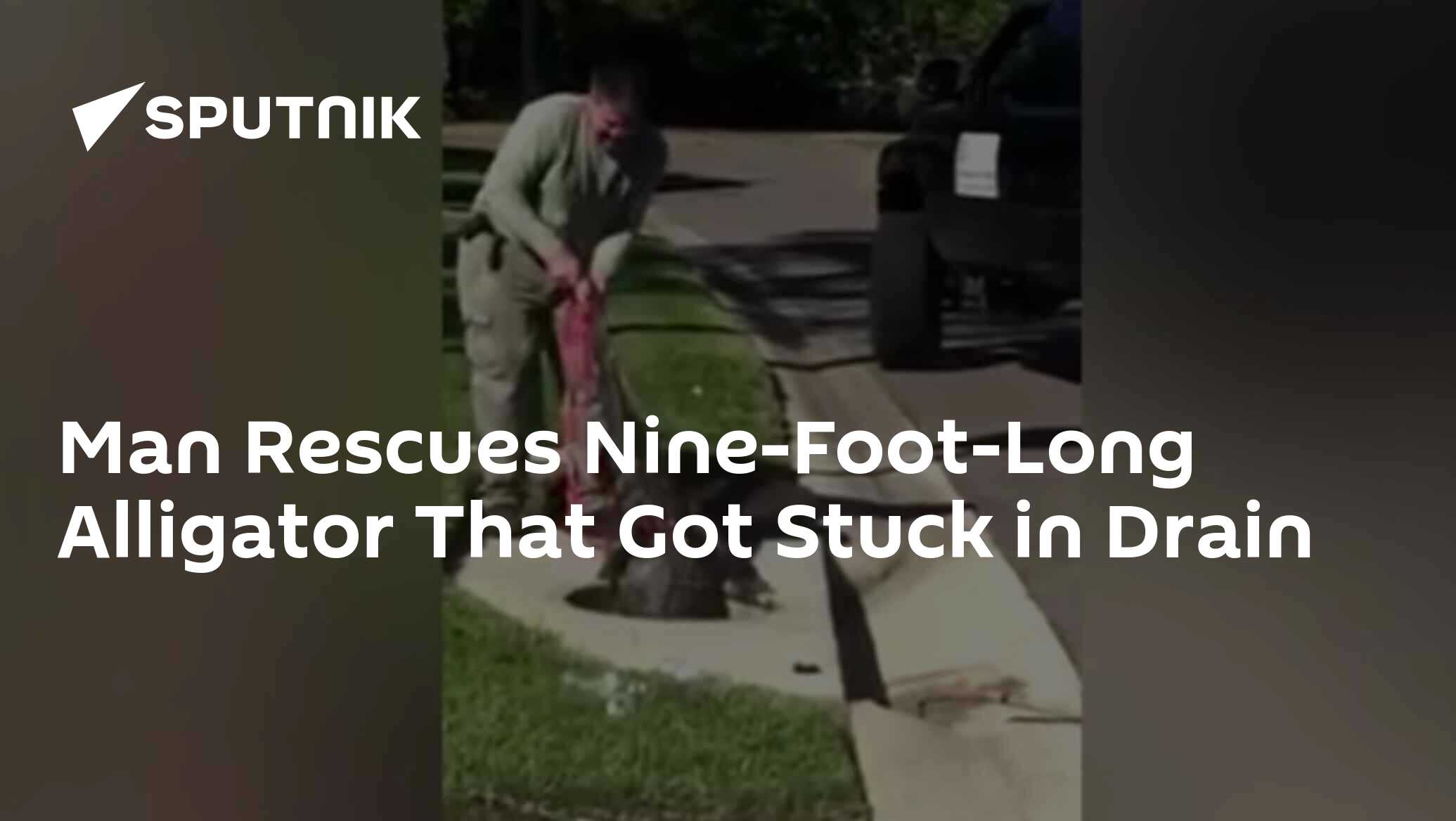 Man Rescues Nine Foot Long Alligator That Got Stuck In Drain 23 03