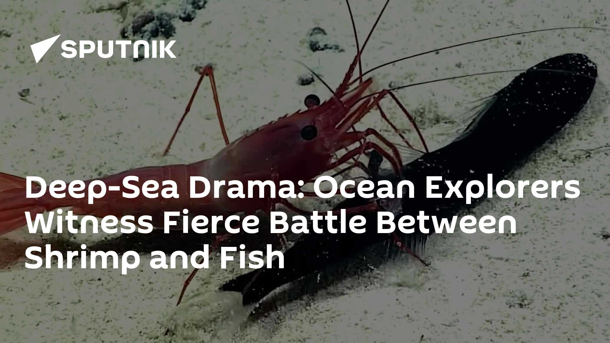 Deep-Sea Drama: Ocean Explorers Witness Fierce Battle Between Shrimp ...