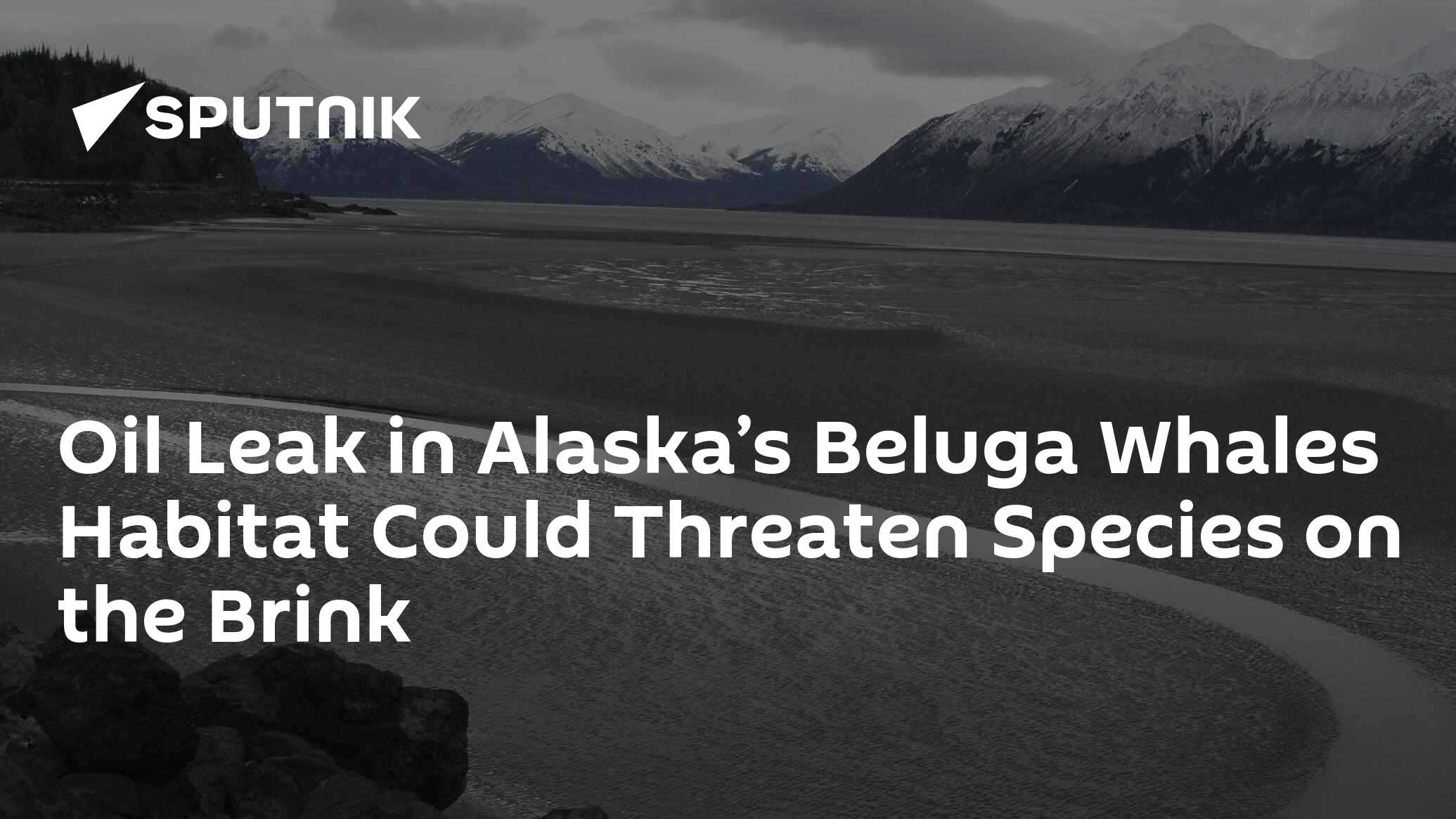 Oil Leak in Alaska’s Beluga Whales Habitat Could Threaten Species on ...