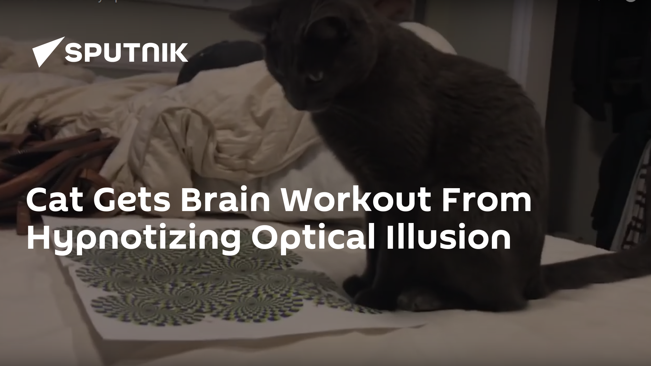 Cat Gets Brain Workout From Hypnotizing Optical Illusion - 11.04.2017 ...