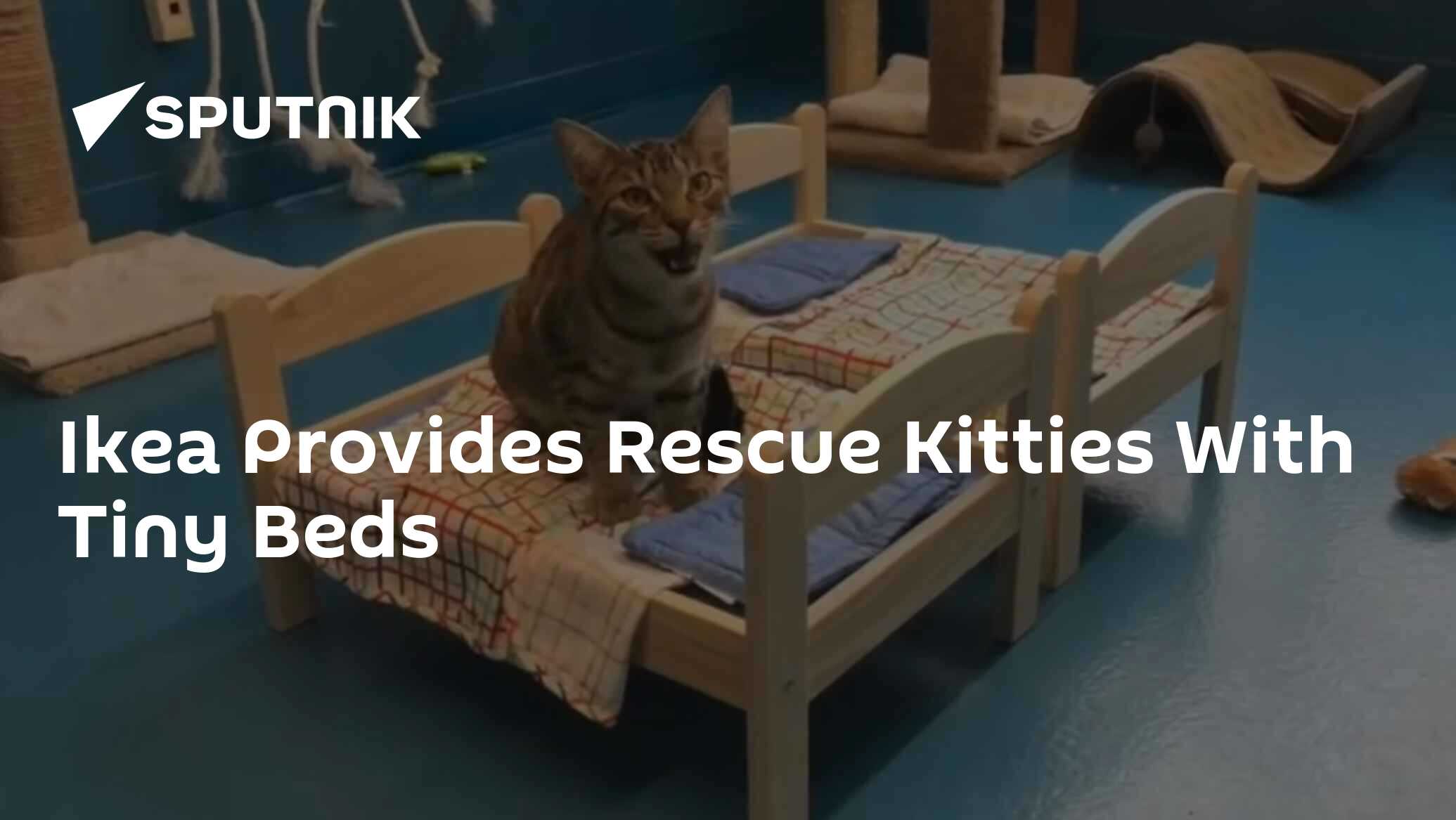 Ikea Provides Rescue Kitties With Tiny Beds - 17.04.2017, Sputnik ...