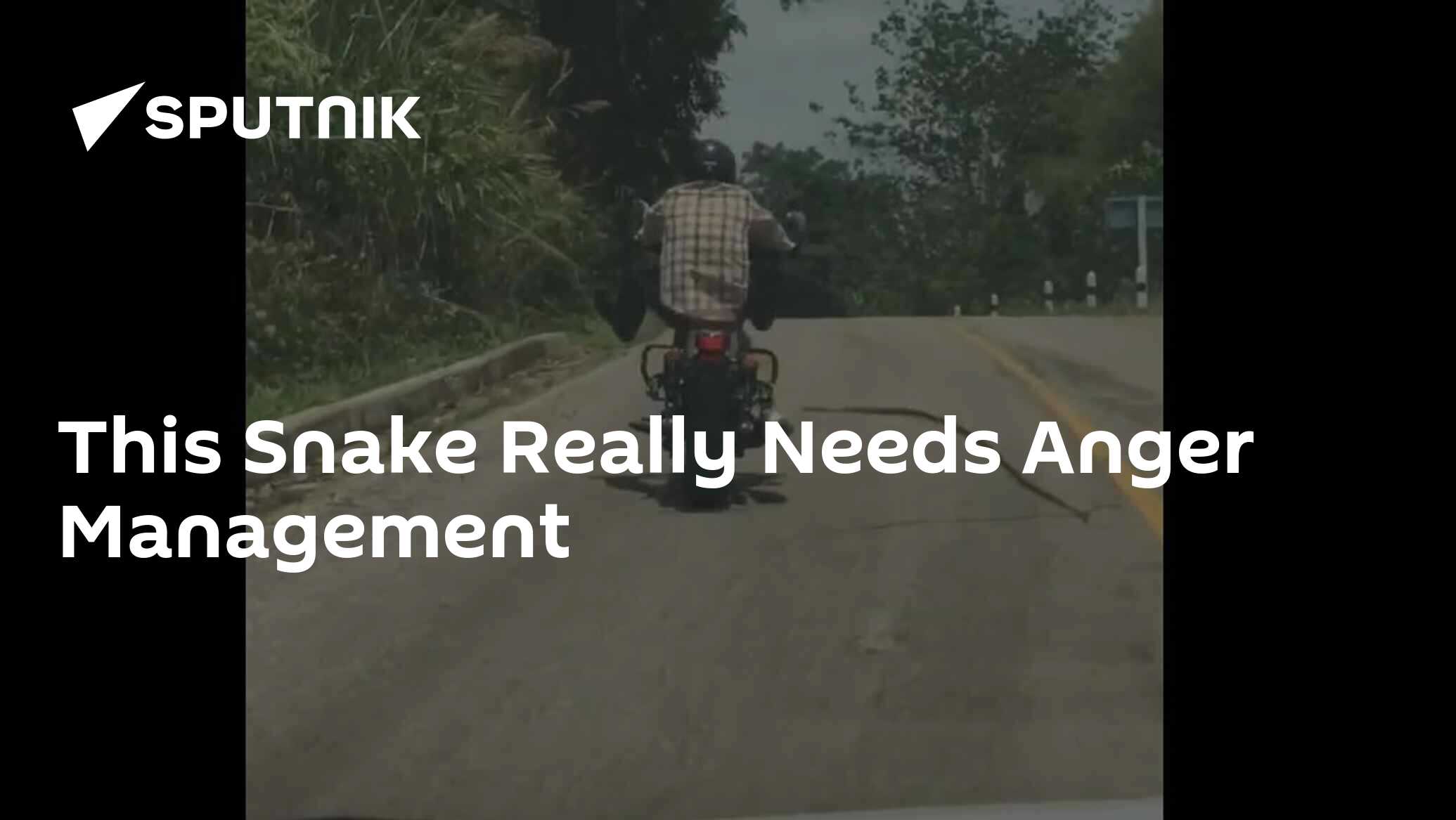 This Snake Really Needs Anger Management - 18.04.2017, Sputnik ...