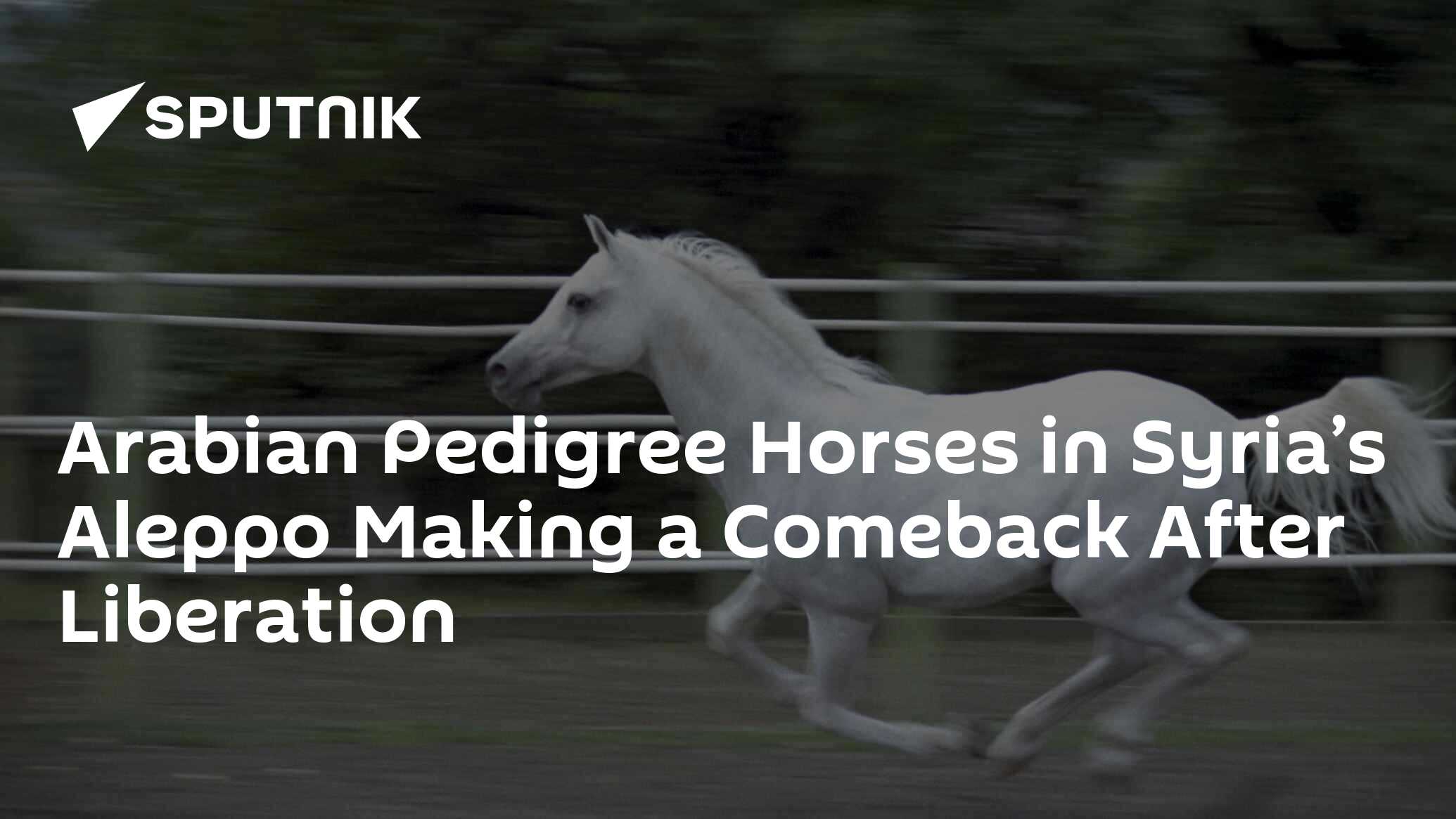 Arabian Pedigree Horses in Syria’s Aleppo Making a Comeback After Liberation - 21.04.2017 ...