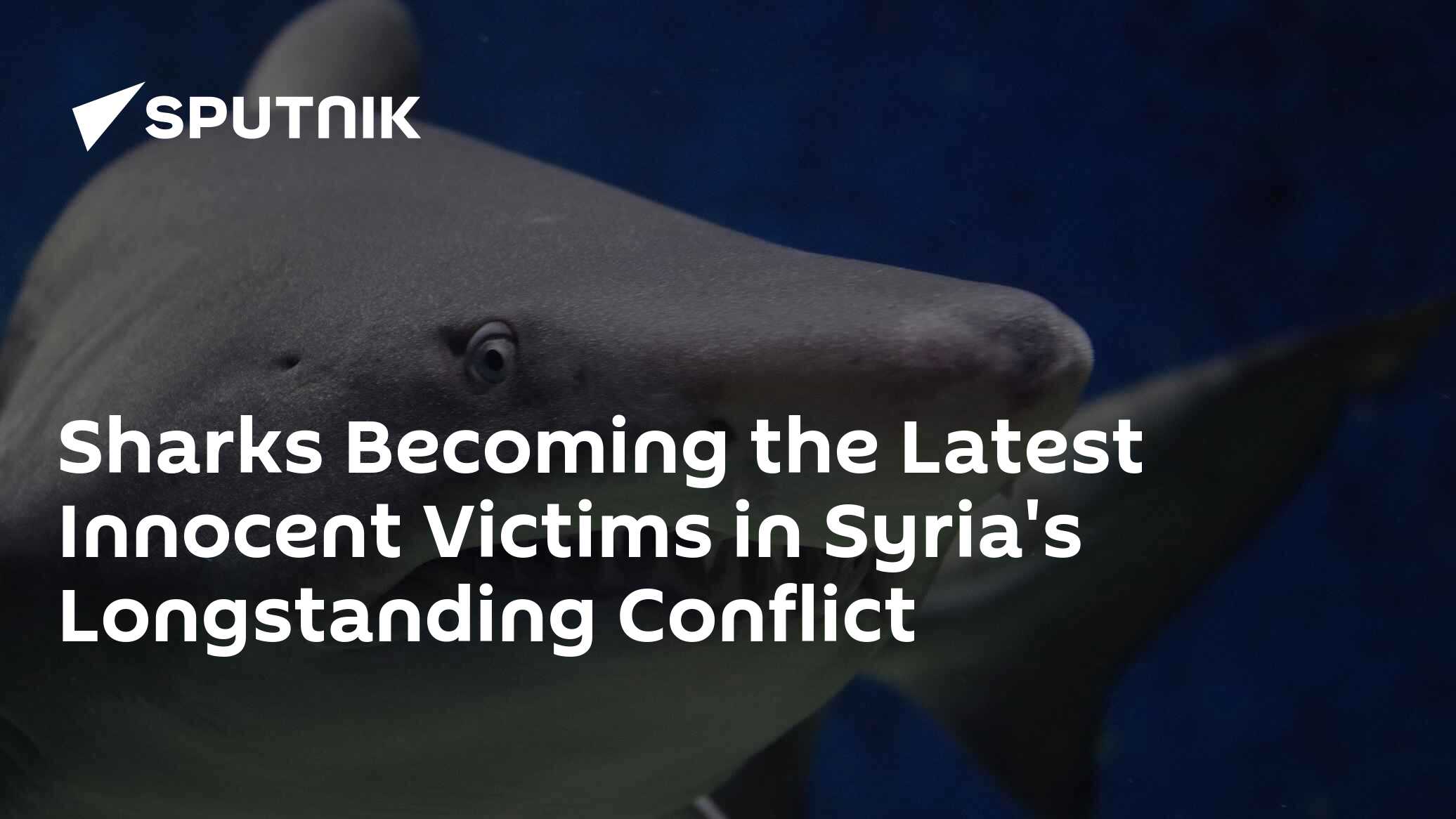 Sharks Becoming the Latest Innocent Victims in Syria's Longstanding ...