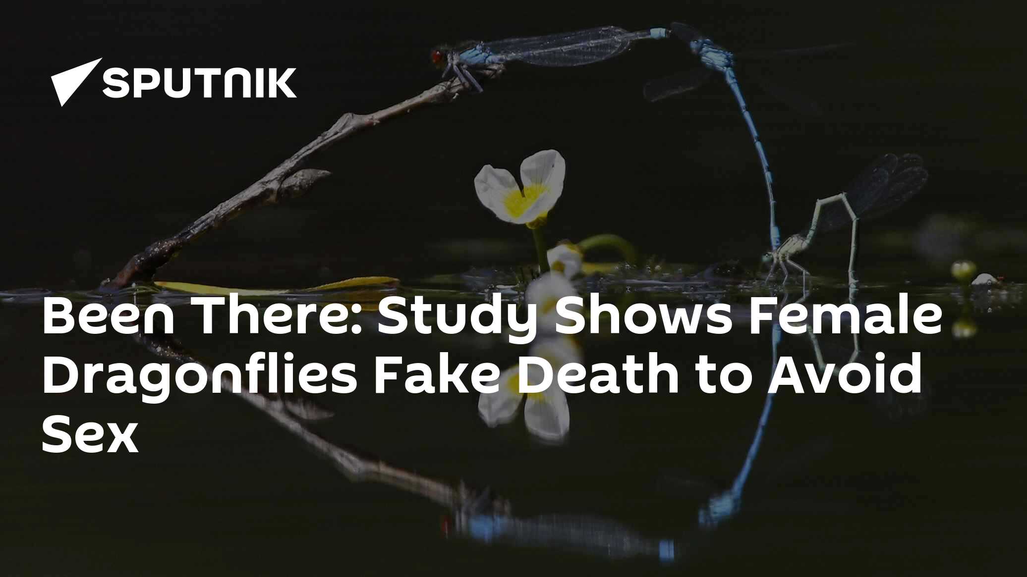 Been There: Study Shows Female Dragonflies Fake Death to Avoid Sex - 29 ...