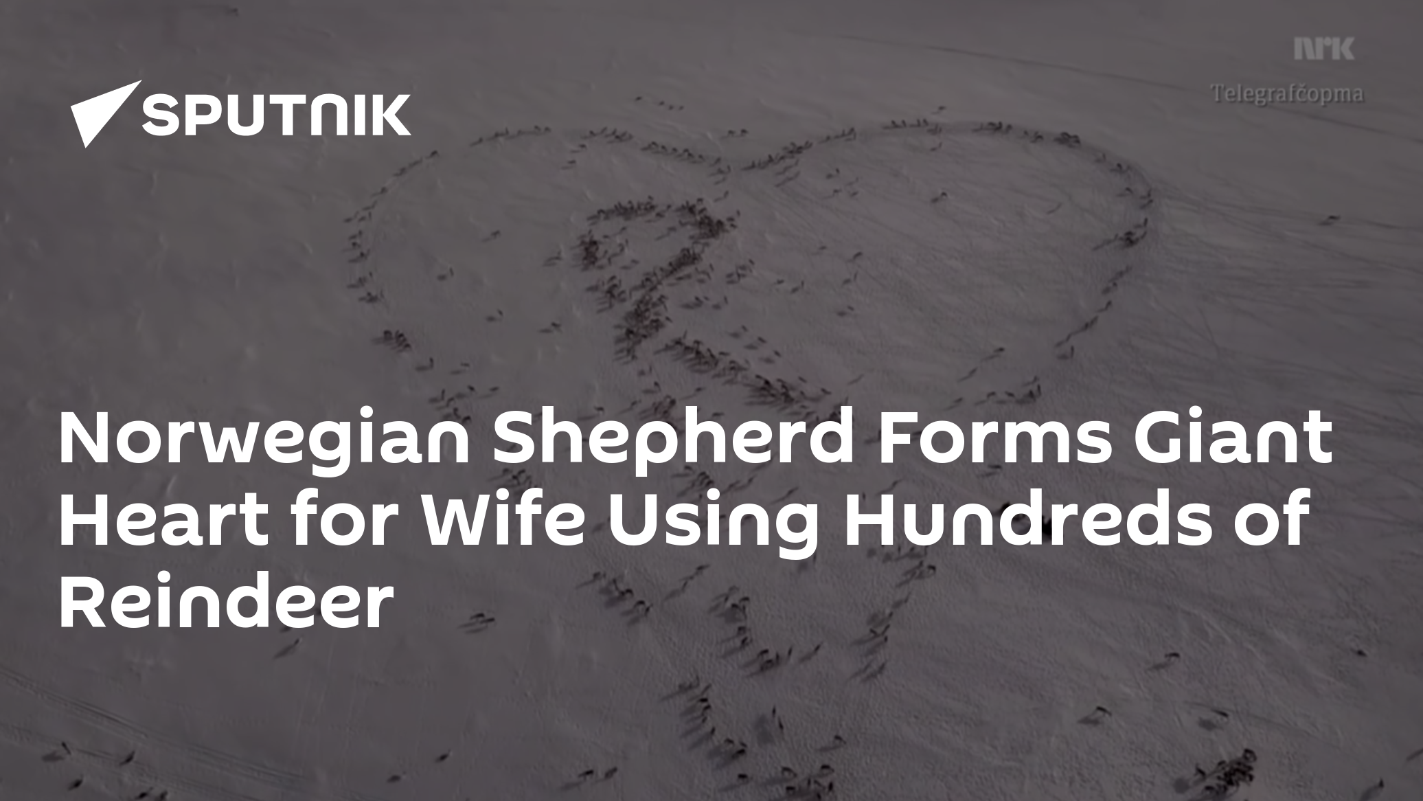 Norwegian Shepherd Forms Giant Heart for Wife Using Hundreds of ...