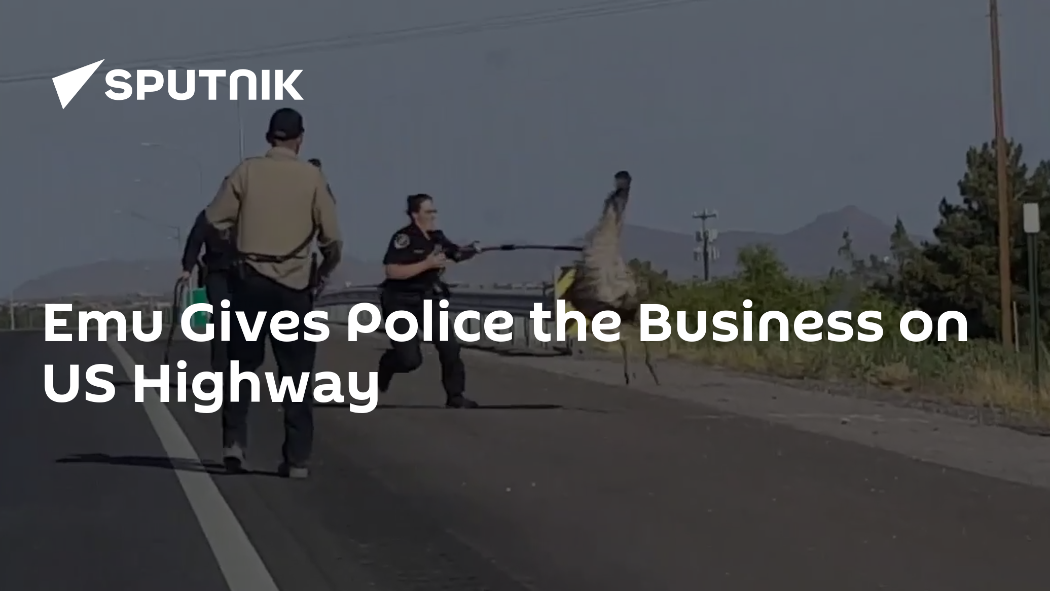 Emu Gives Police the Business on US Highway - 15.05.2017, Sputnik ...