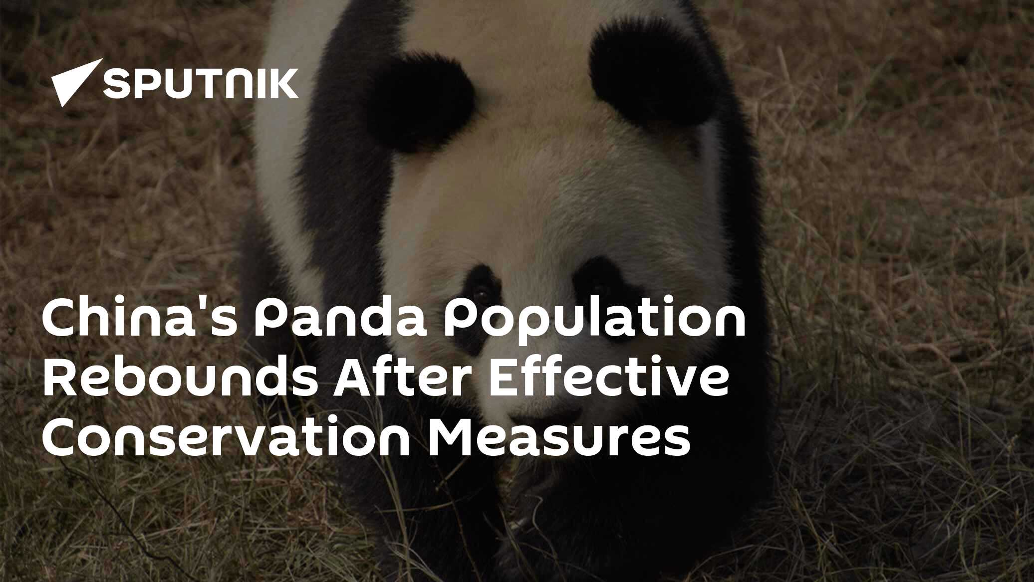 China's Panda Population Rebounds After Effective Conservation Measures ...