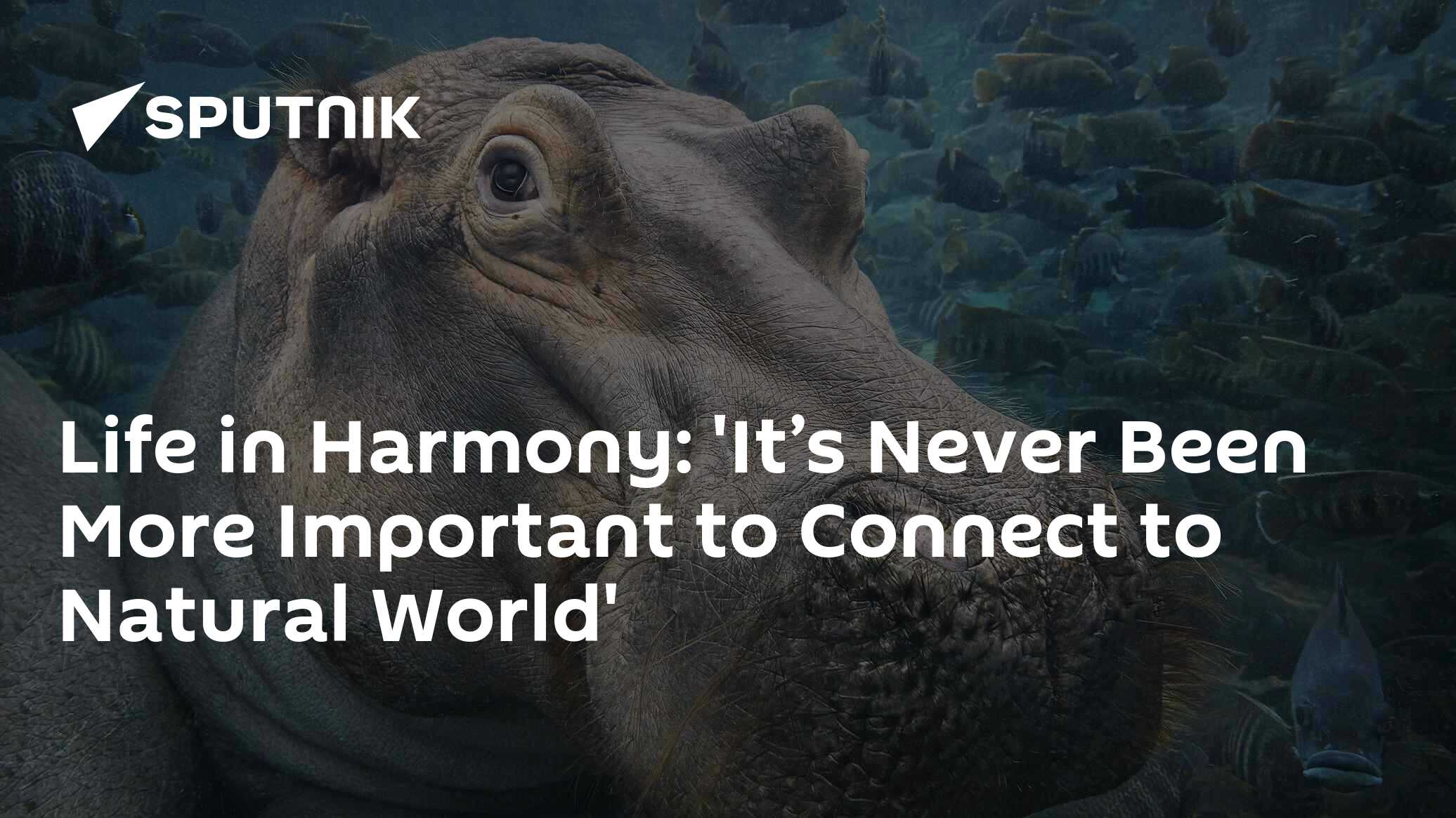 Life in Harmony: 'It’s Never Been More Important to Connect to Natural ...