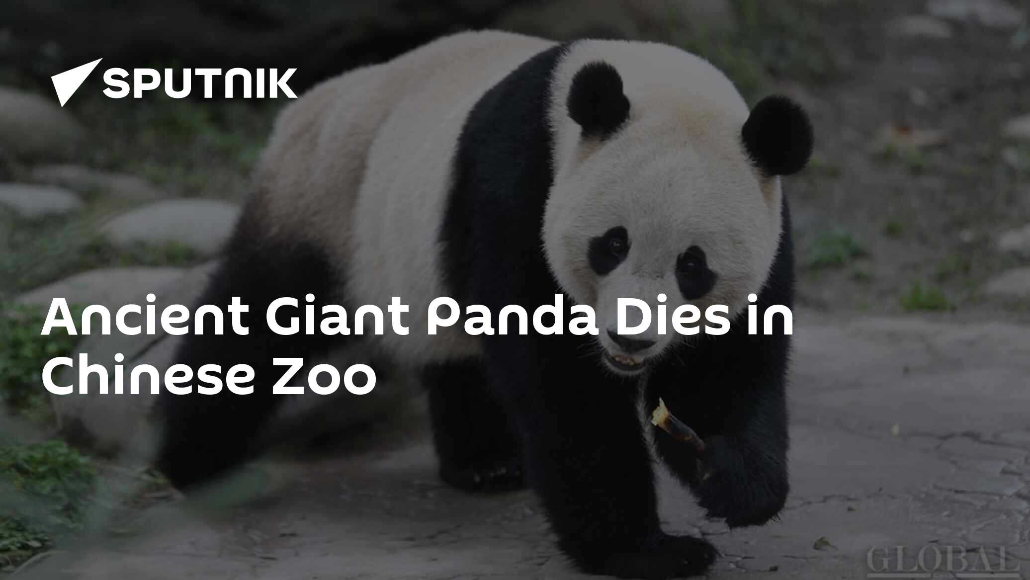 Ancient Giant Panda Dies in Chinese Zoo - 15.06.2017, Sputnik International