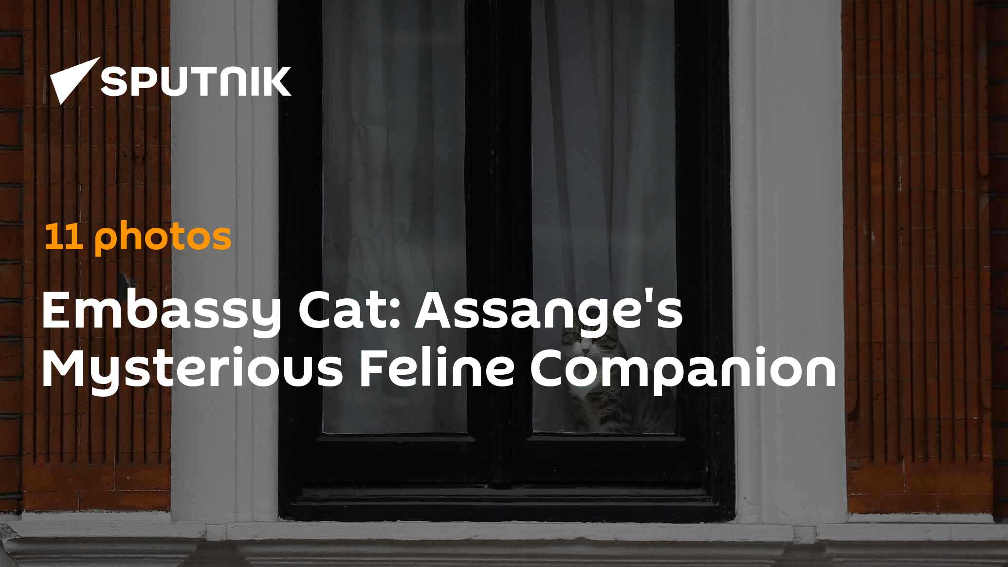 Embassy Cat: Assange's Mysterious Feline Companion - 19.06.2017 ...