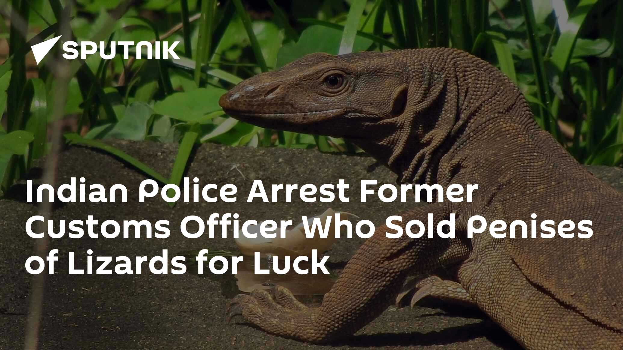 Indian Police Arrest Former Customs Officer Who Sold Penises of Lizards ...