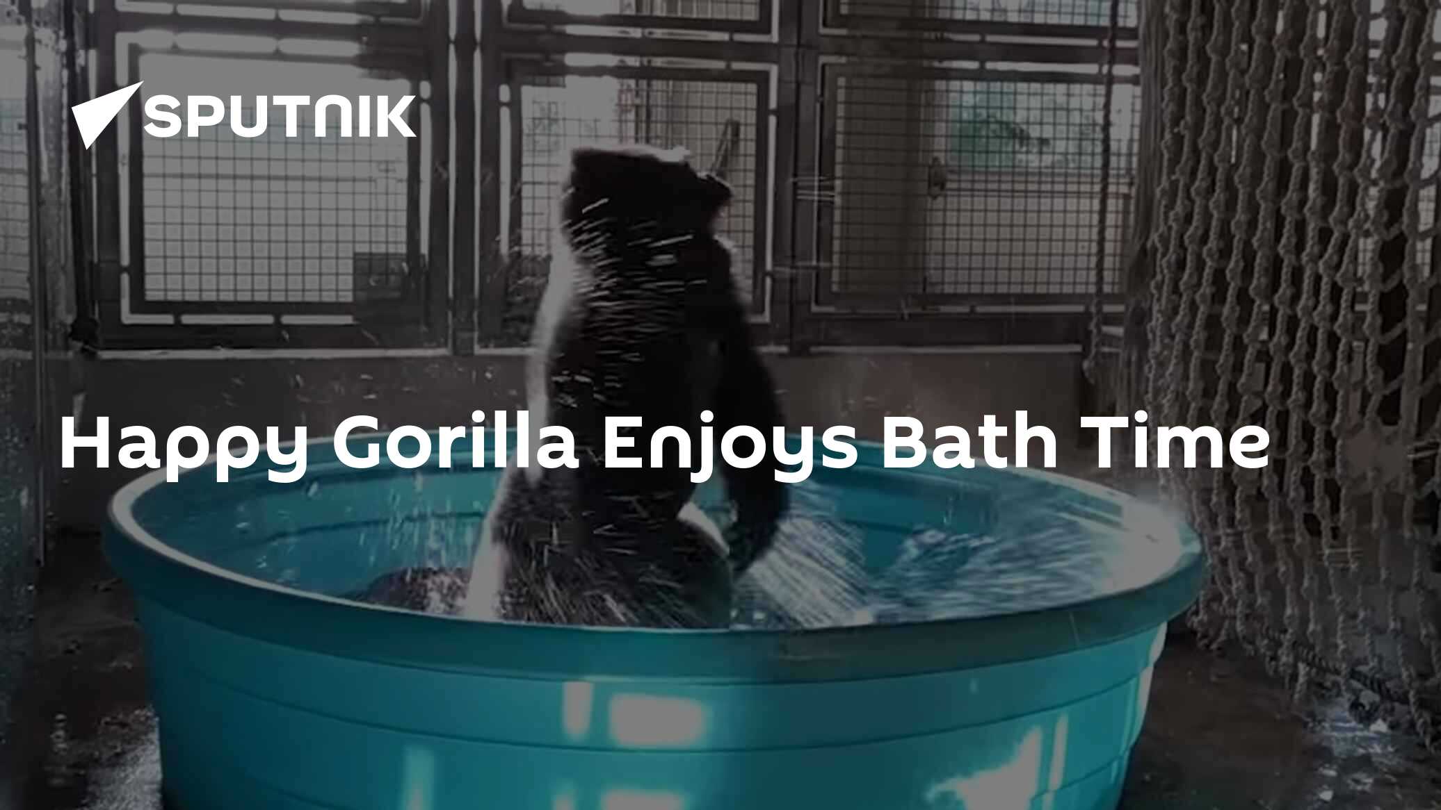 Happy Gorilla Enjoys Bath Time - 25.06.2017, Sputnik International