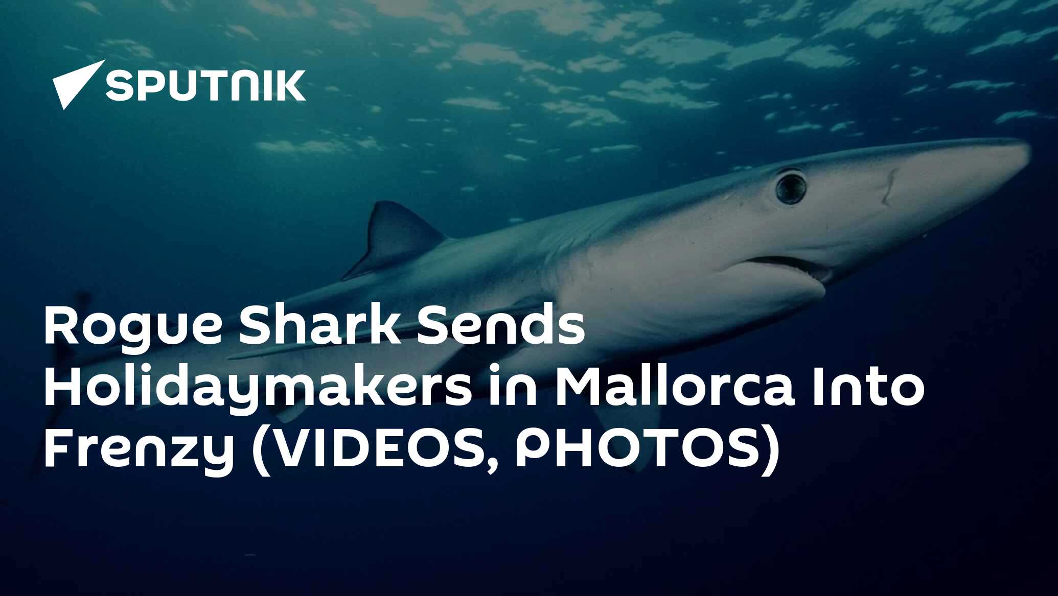 Rogue Shark Sends Holidaymakers in Mallorca Into Frenzy (VIDEOS, PHOTOS ...