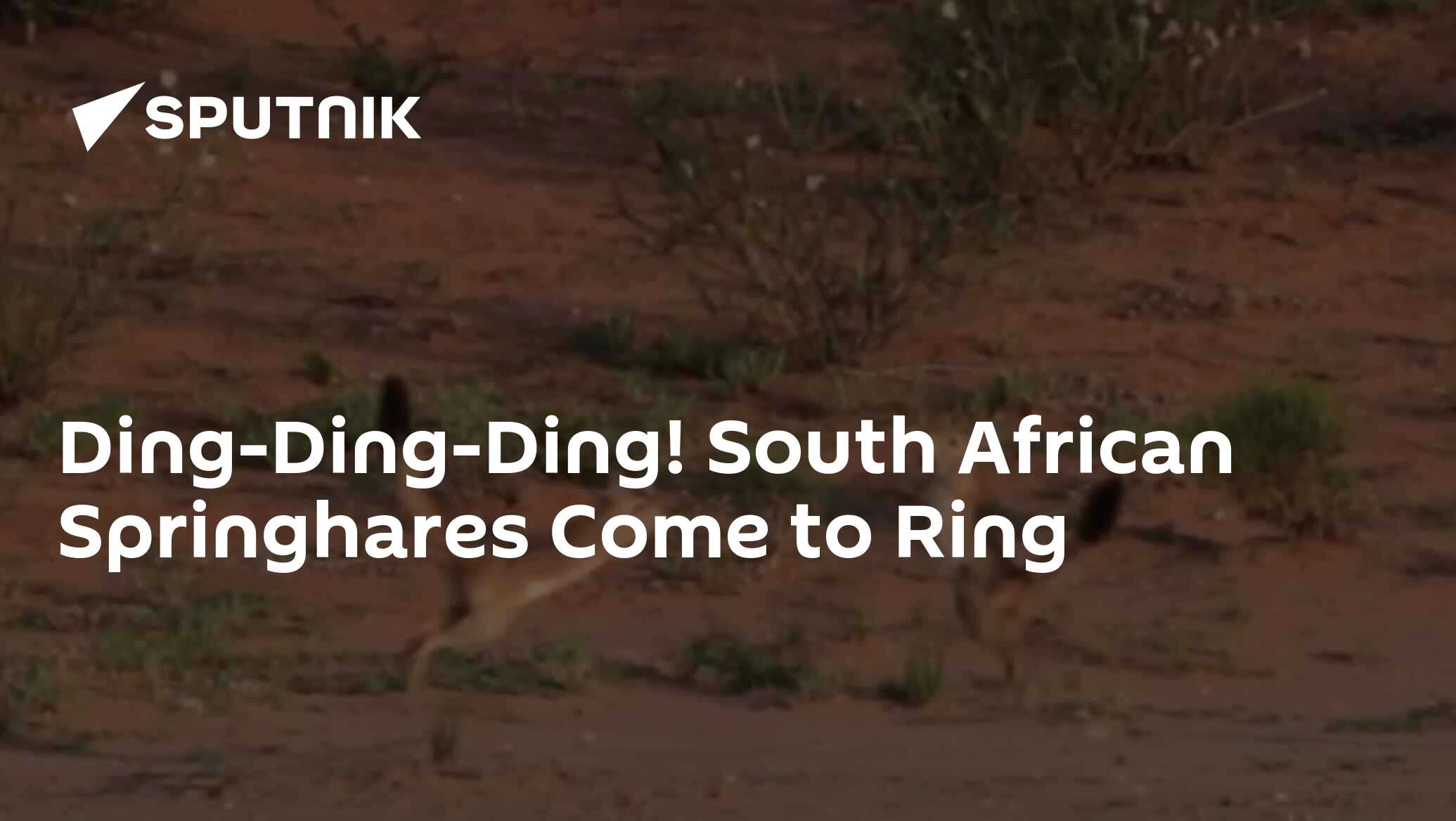 Ding-Ding-Ding! South African Springhares Come to Ring - 01.07.2017 ...