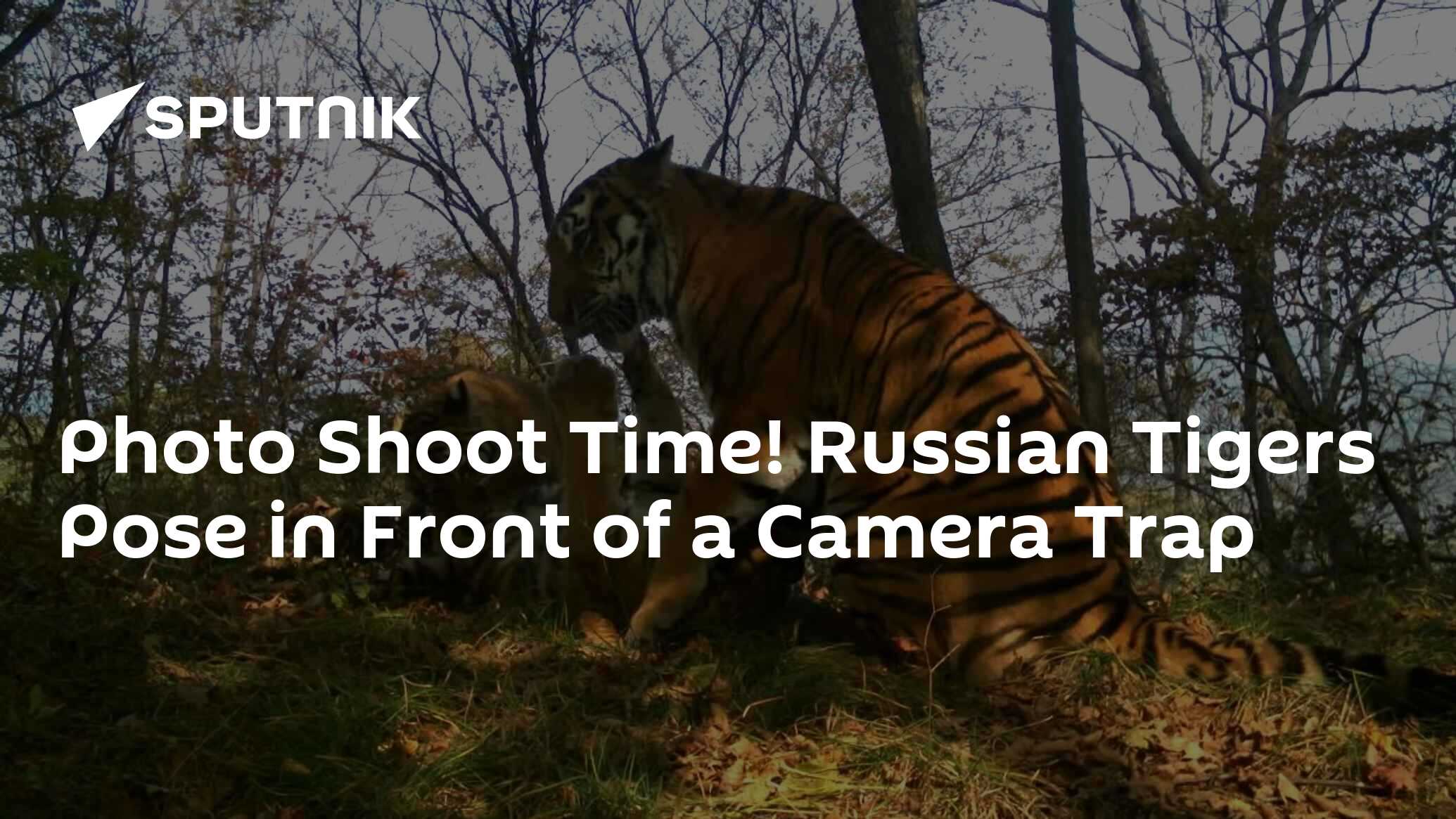 Photo Shoot Time! Russian Tigers Pose in Front of a Camera Trap - 07.07 ...
