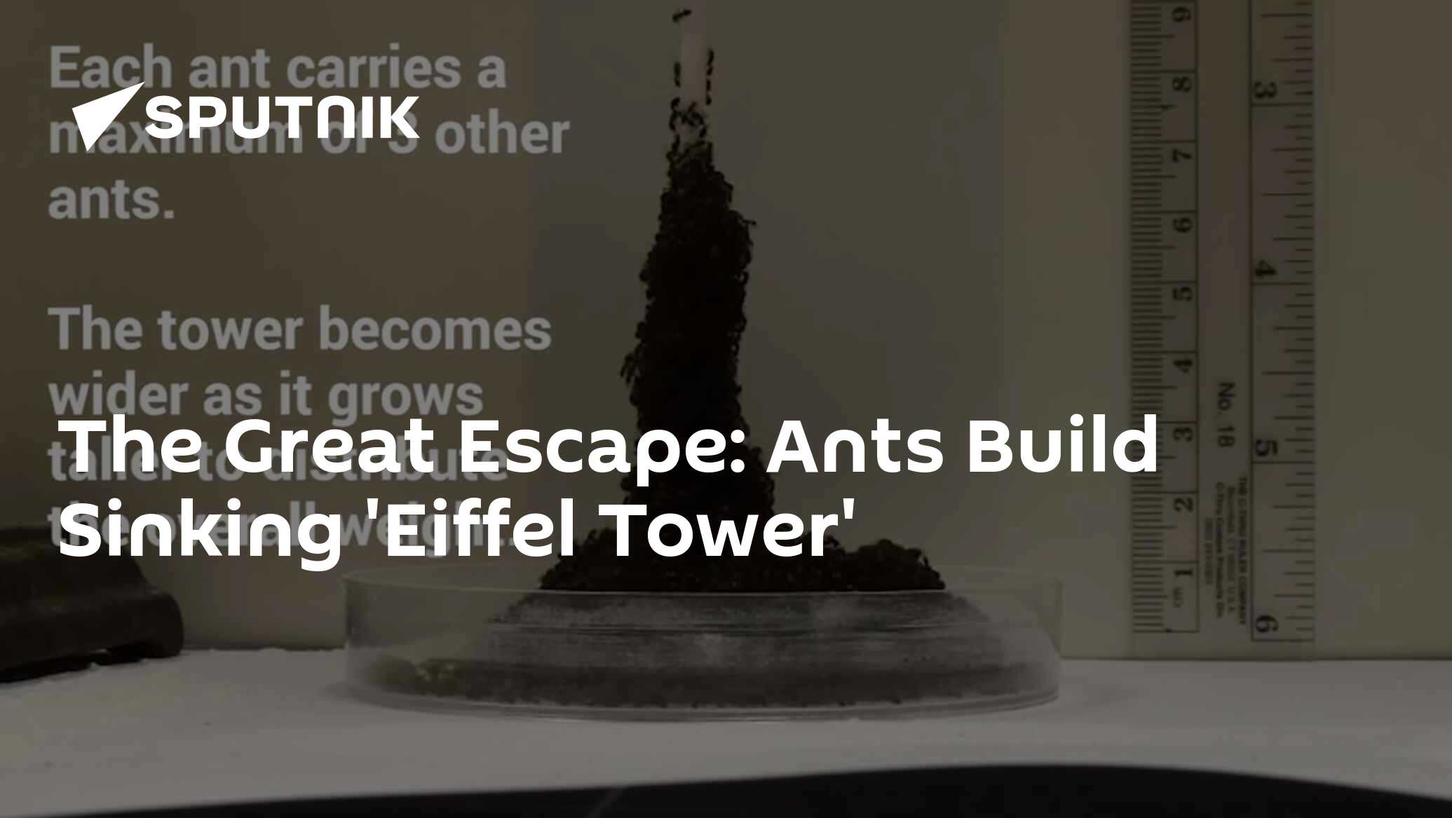 The Great Escape: Ants Build Sinking 'Eiffel Tower' - 15.07.2017 ...